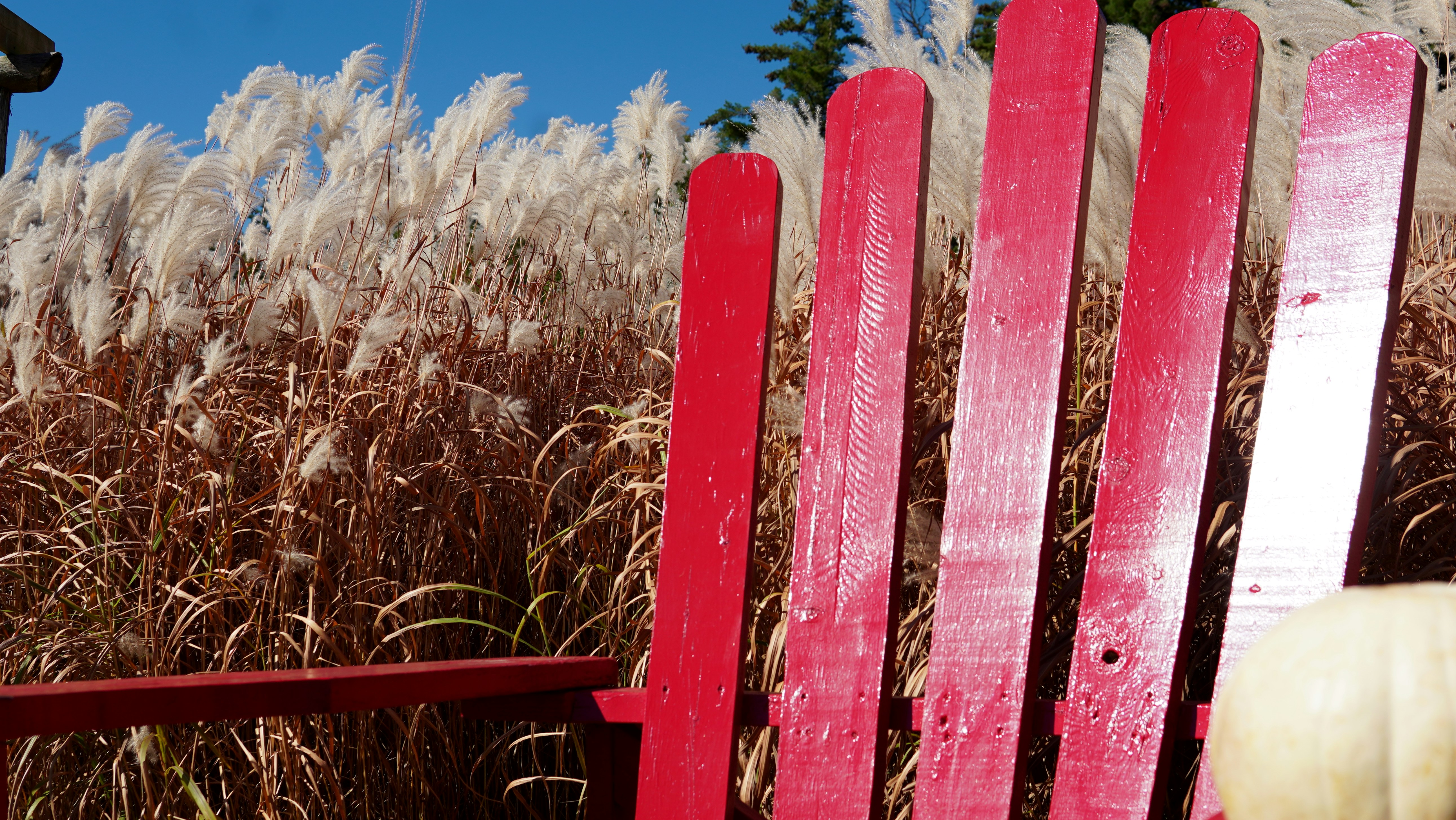 Vibrant red chair nestled among swaying golden grasses under a clear blue sky.