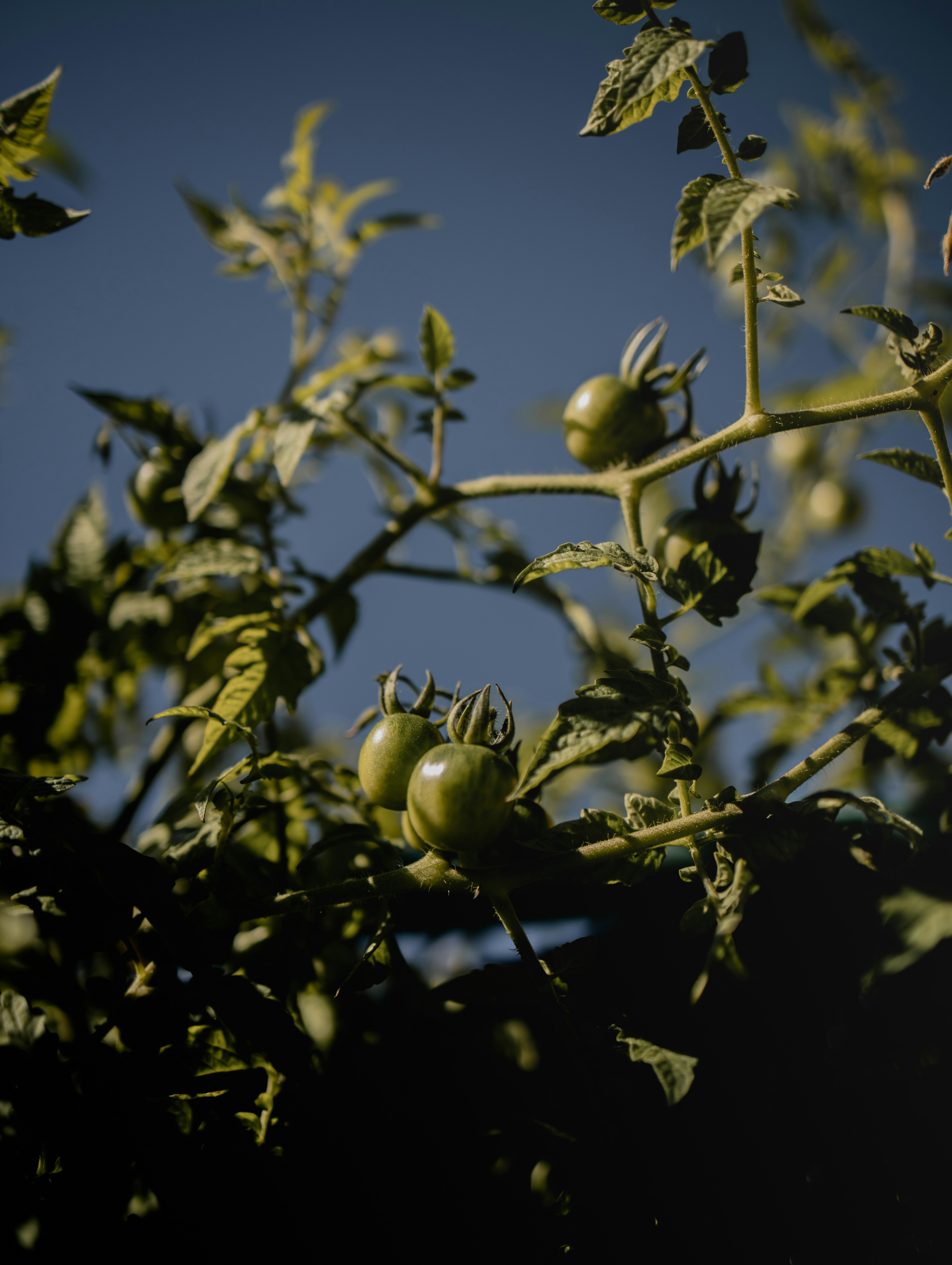 Emerging Green Gems: A Tomato's Journey