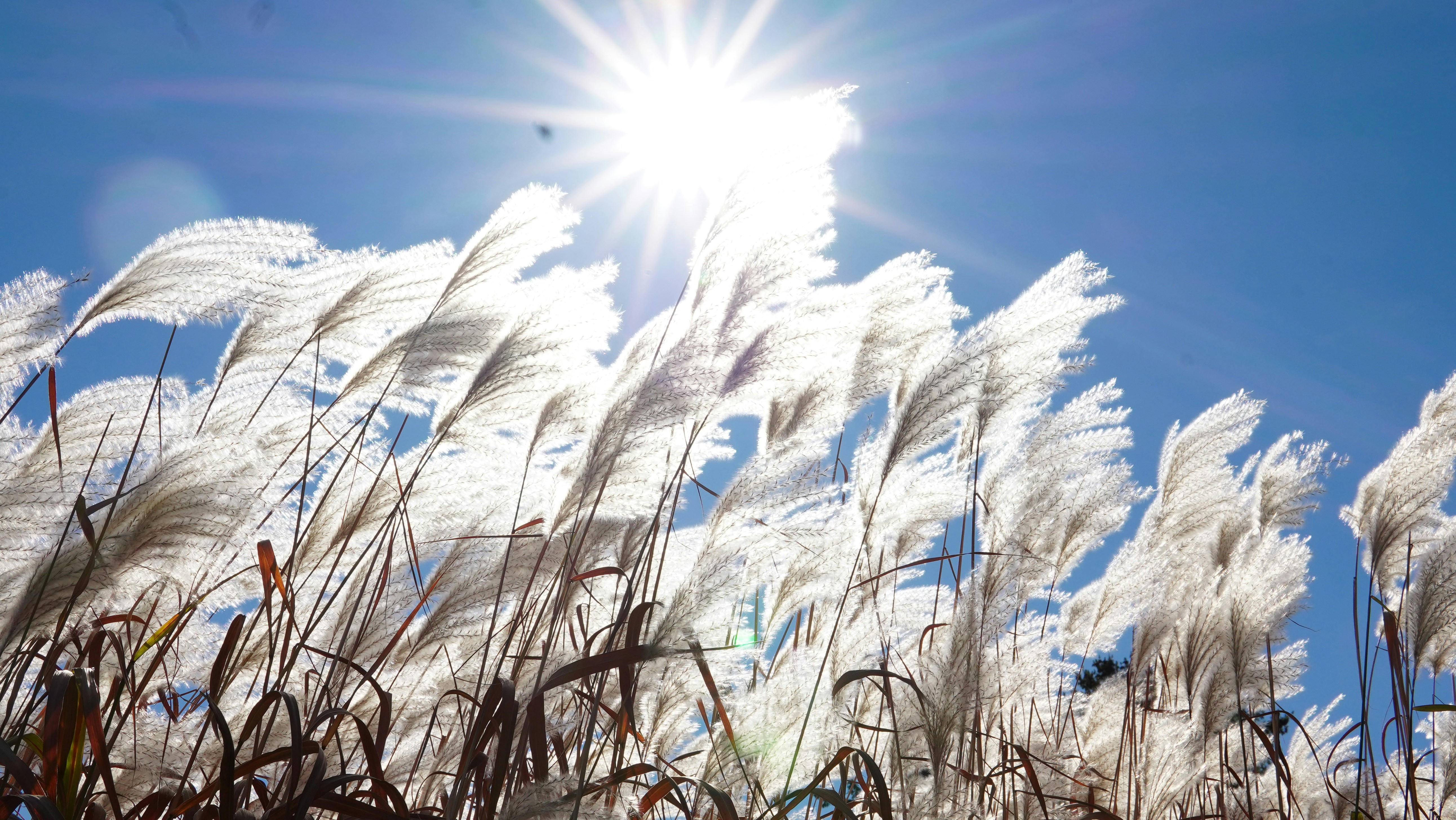 Whispers of Light Through the Grass
