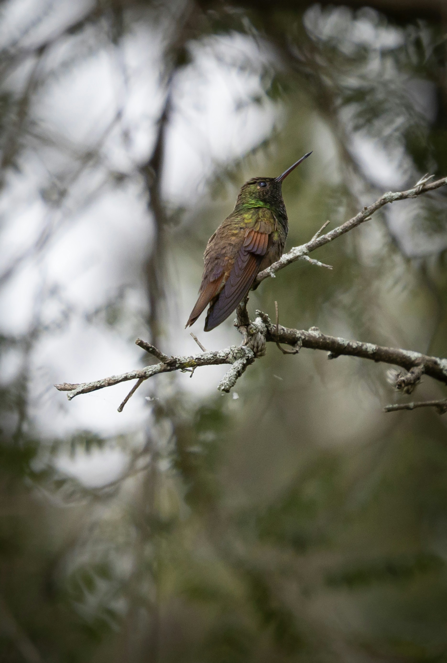 A hummingbird perches on a tree branch