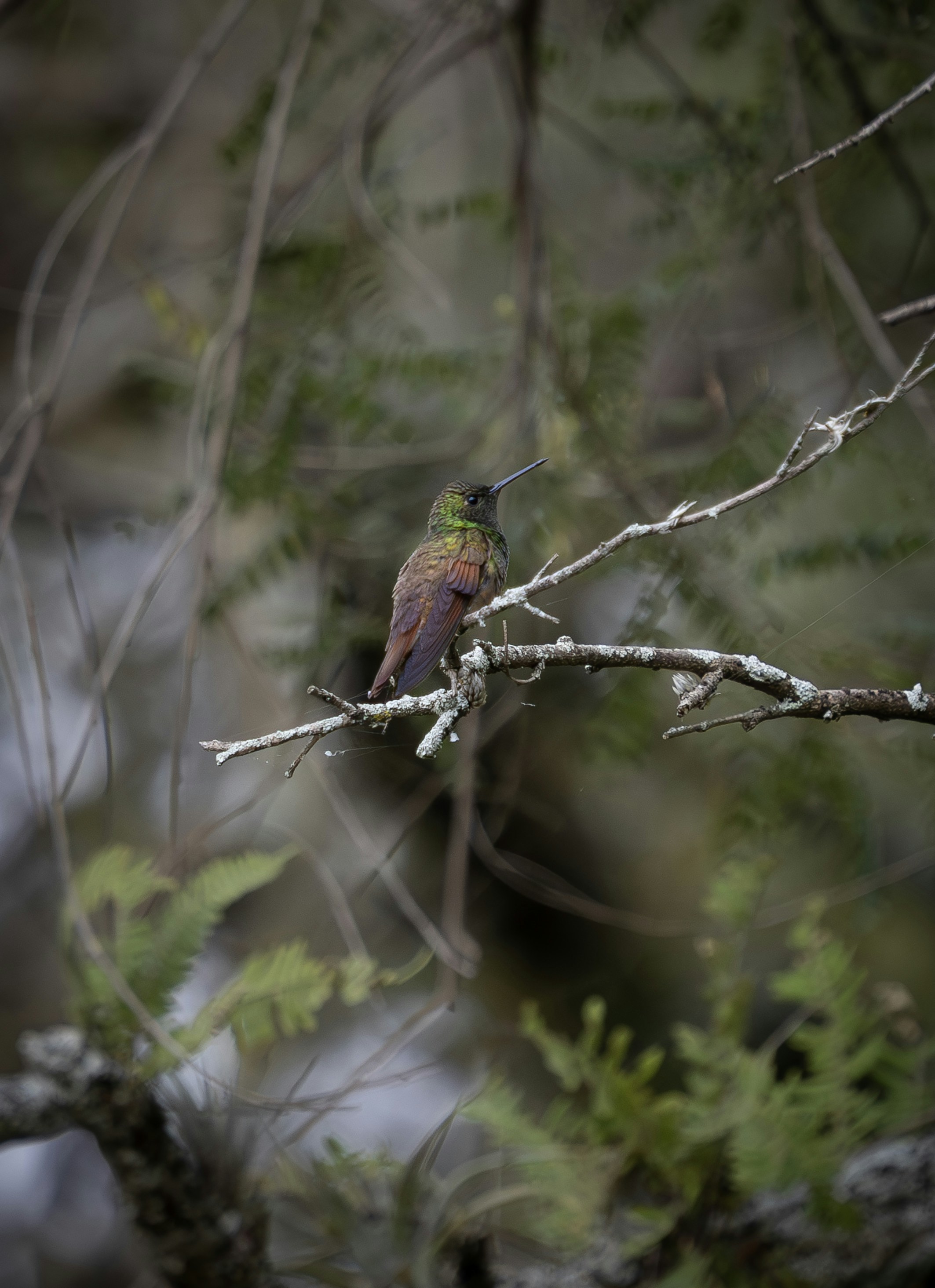 A Glimpse of Nature's Jewel