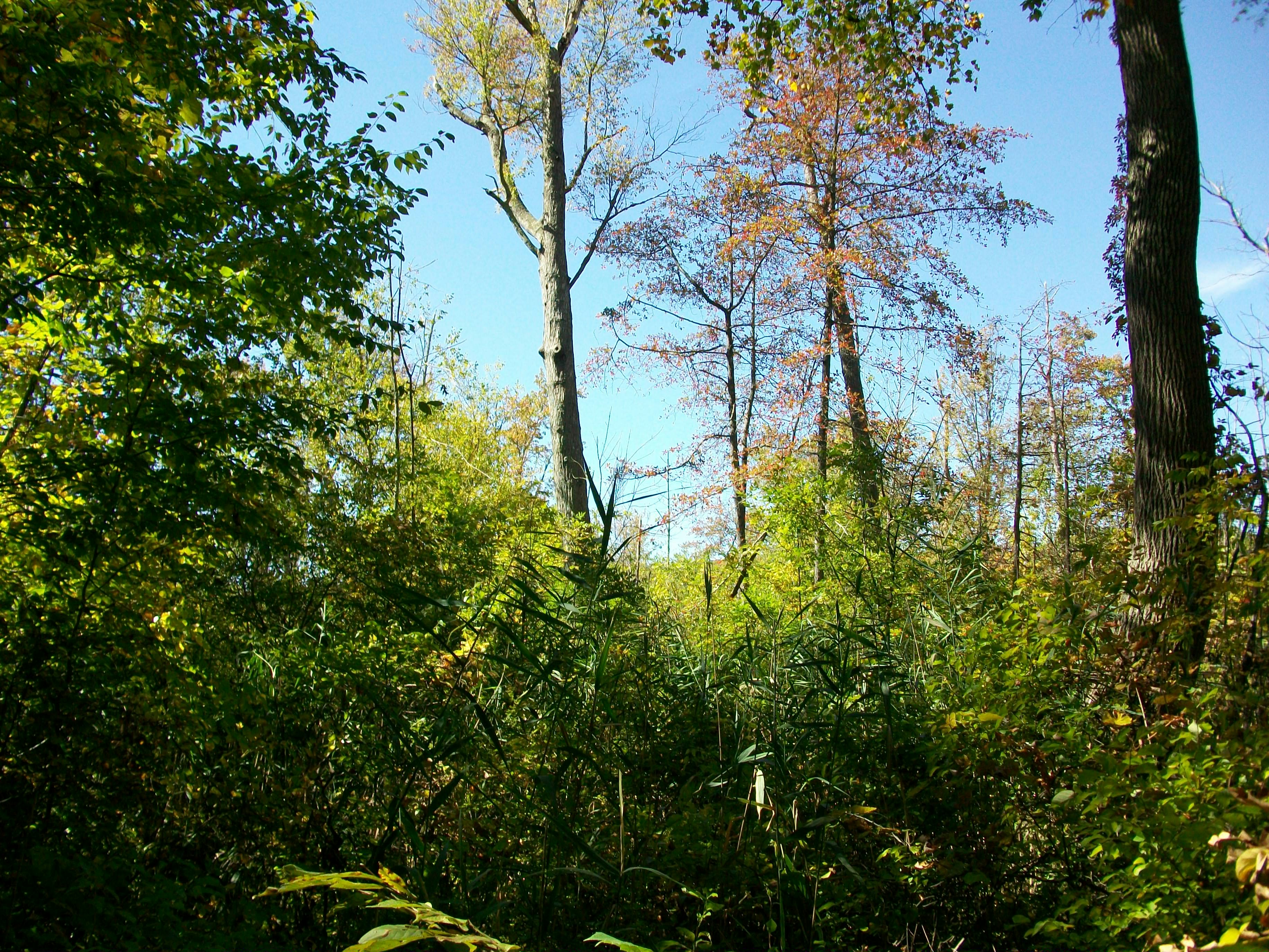 Whispers of Autumn in the Thicket