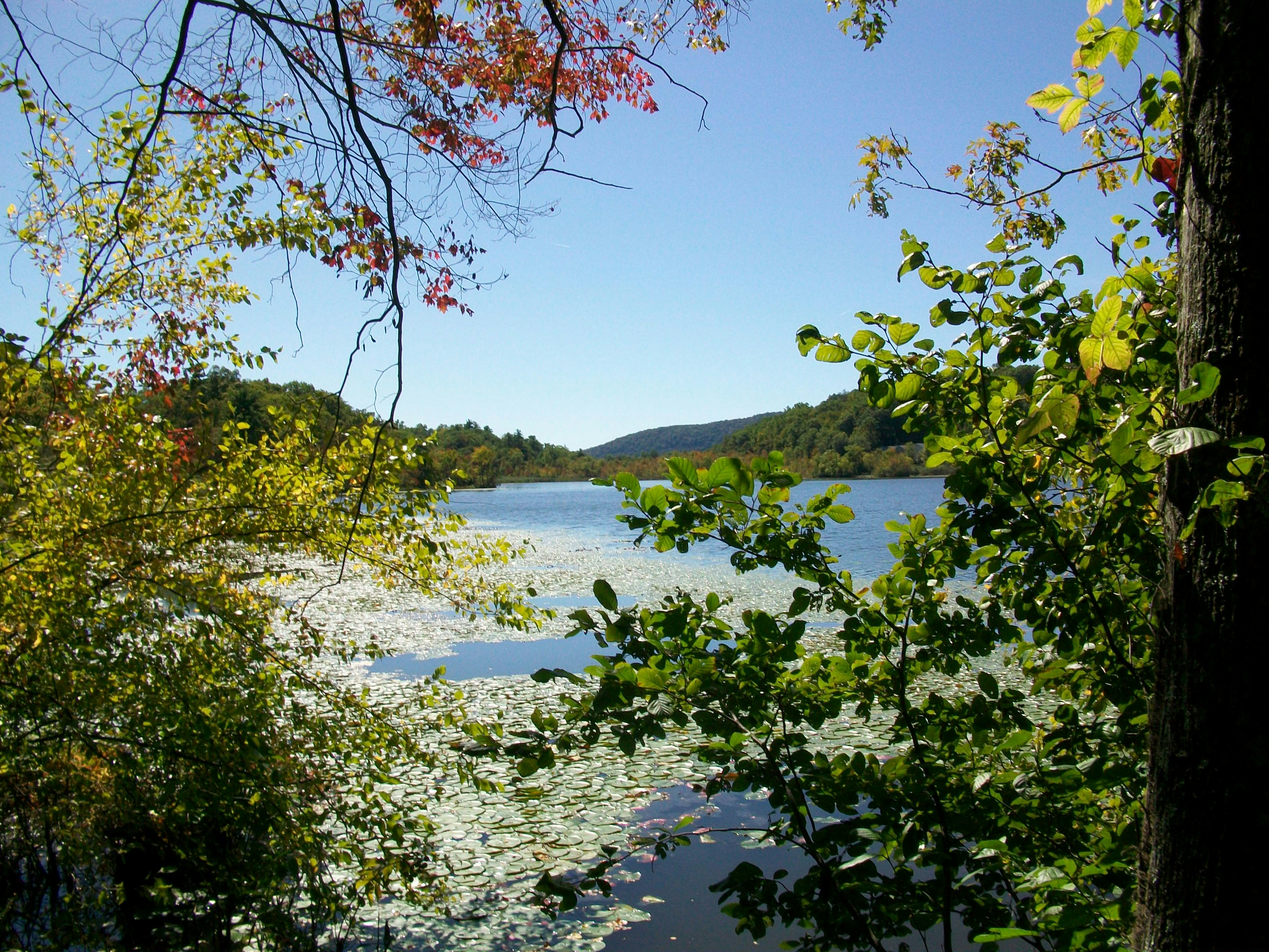 Serene Waters: A Glimpse Through the Green