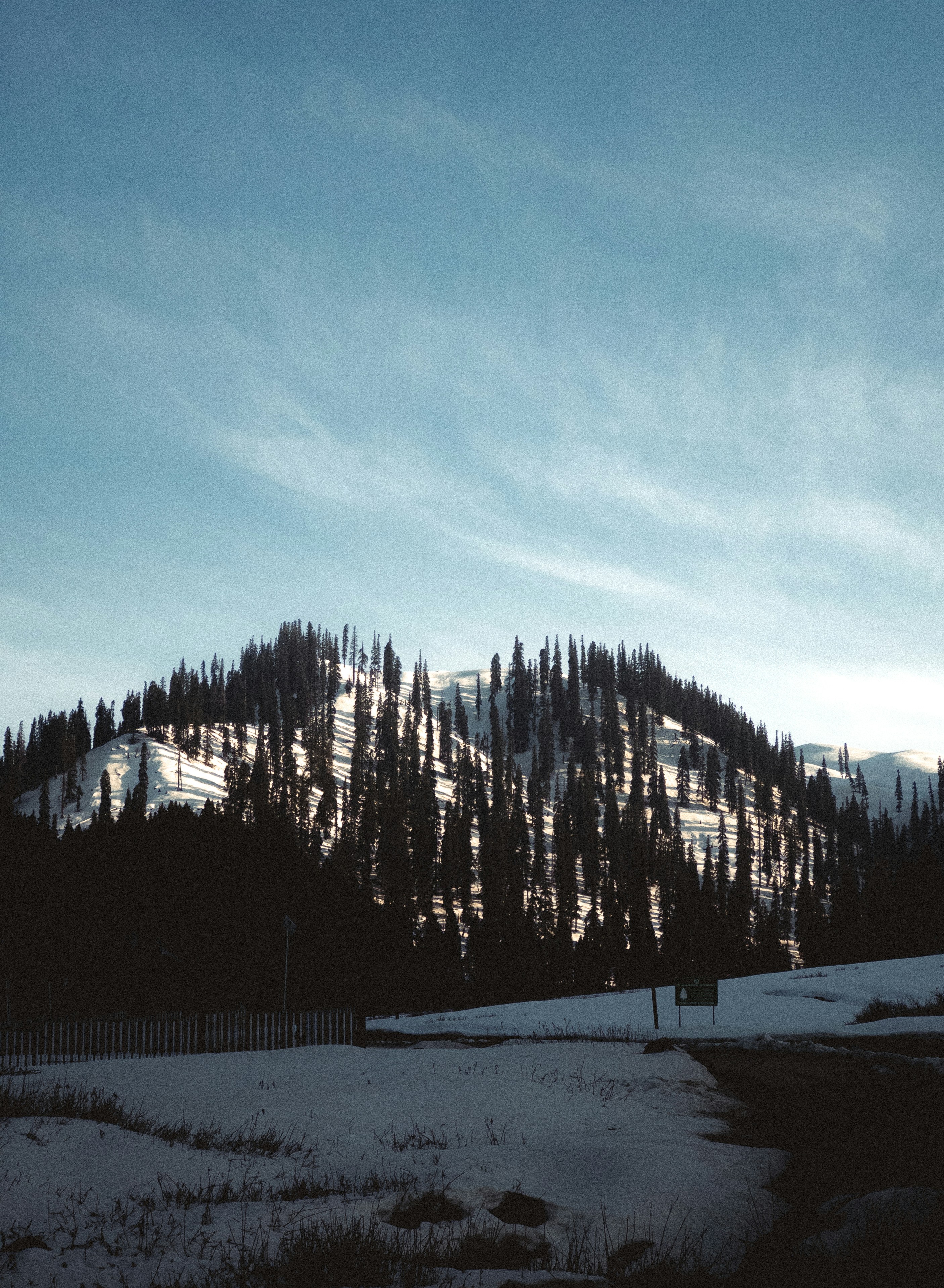 Snowy mountain slope with pine trees and blue sky.