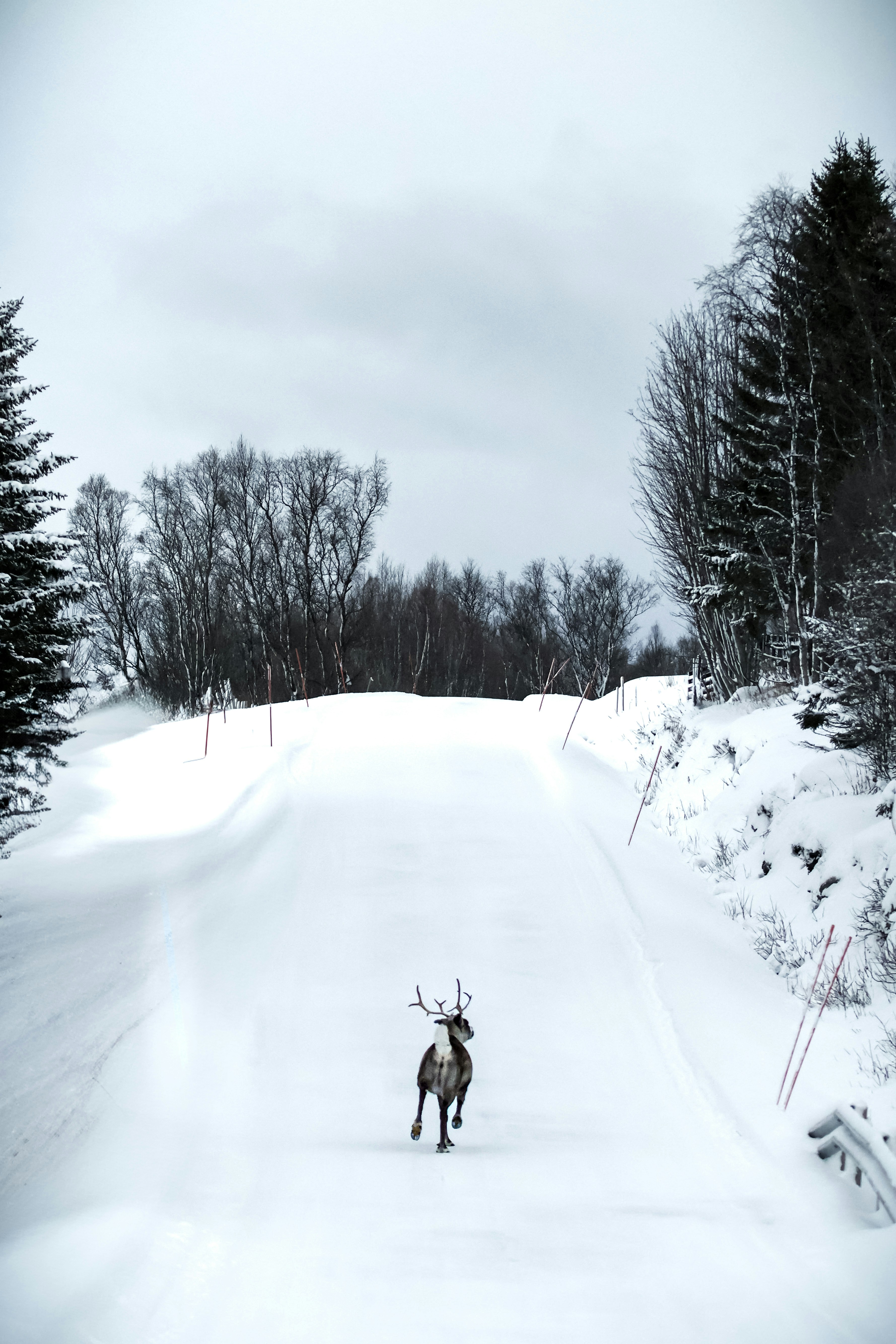 A Solitary Journey Through Winter's Embrace