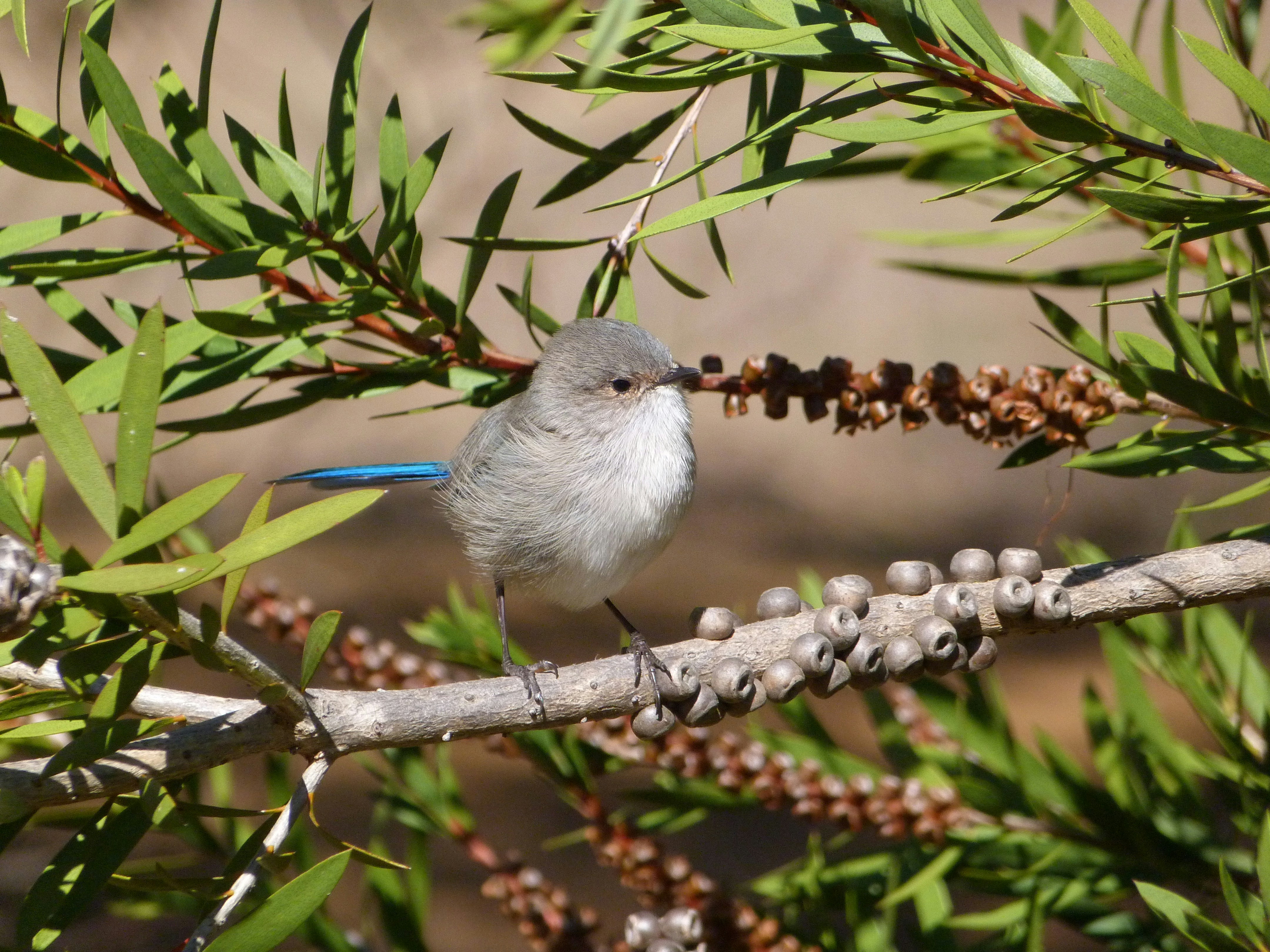 A small bird with blue tail feathers on a branch.