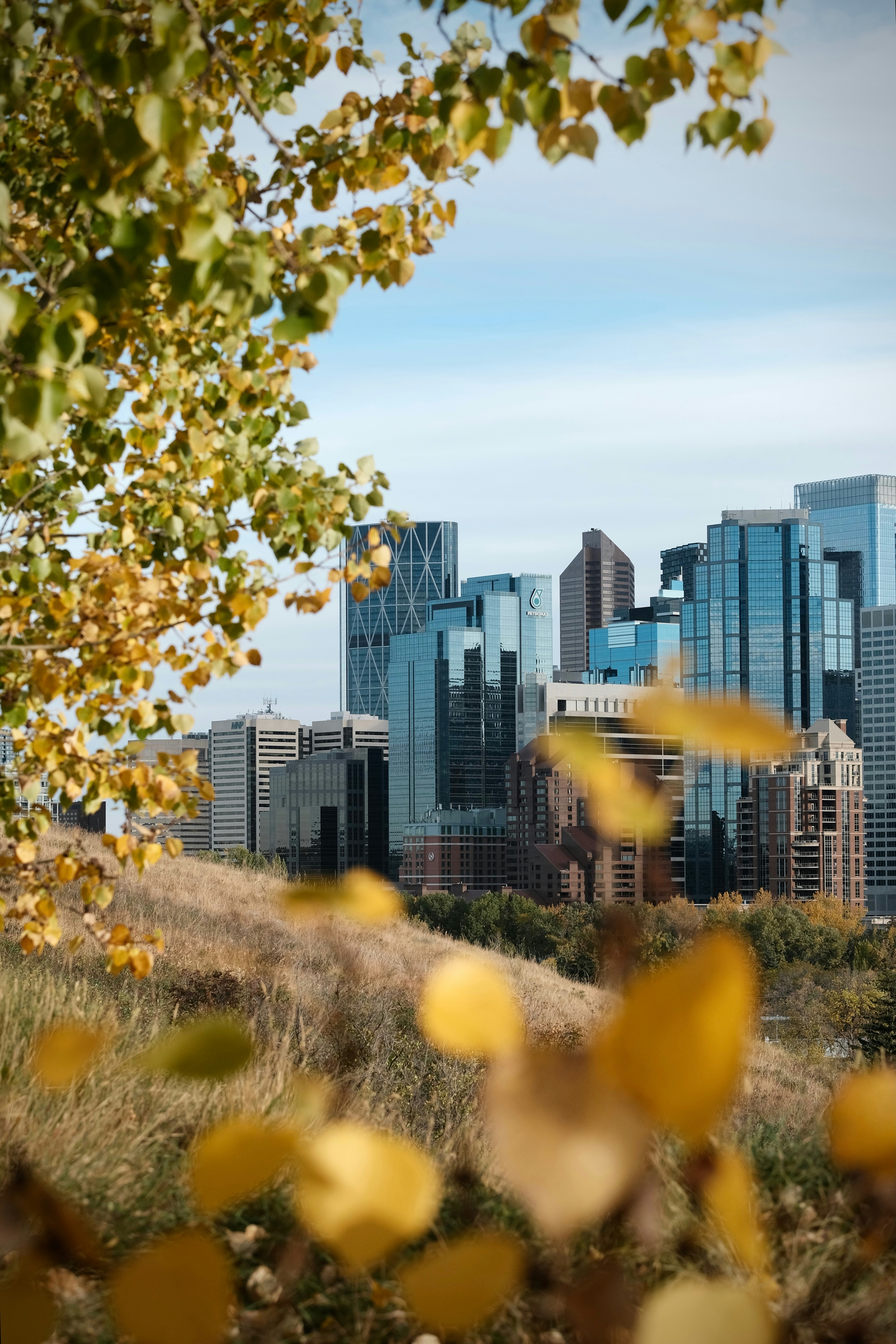 Urban Harmony: Nature Meets Skyline
