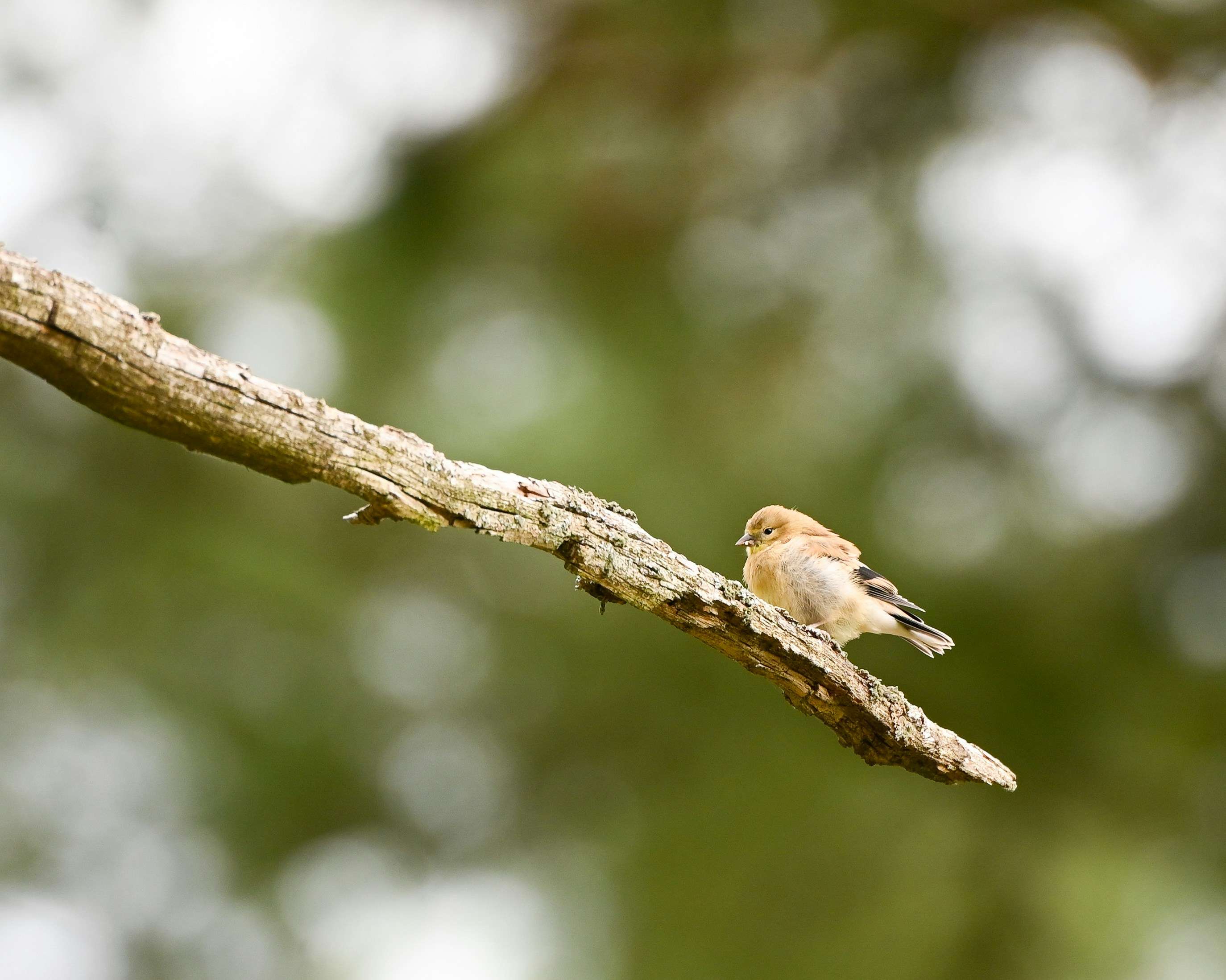 A small bird rests on a tree branch.