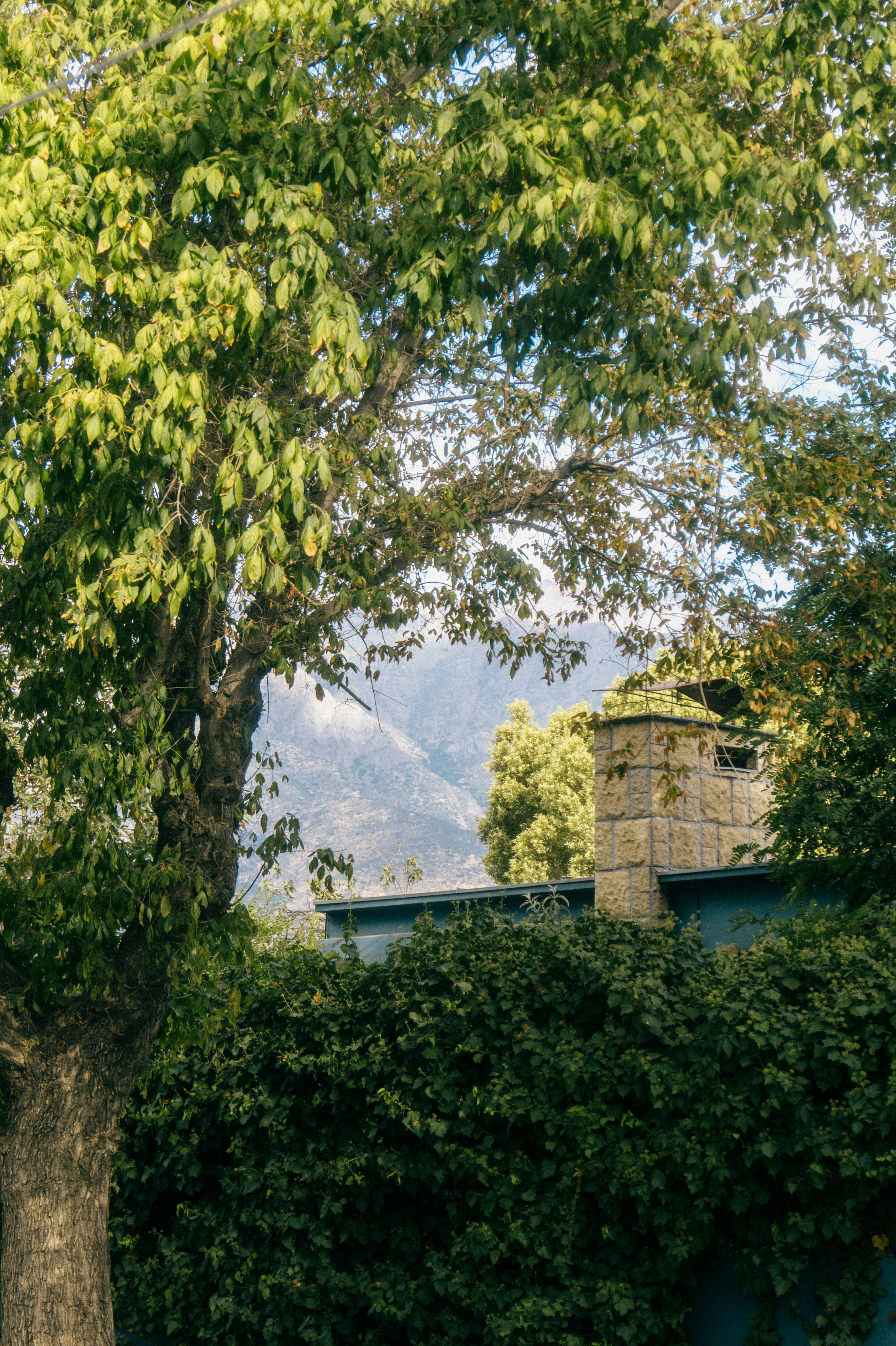 Lush green tree branches frame a serene backdrop of mountains and a stone structure, blending natural and architectural elements harmoniously.