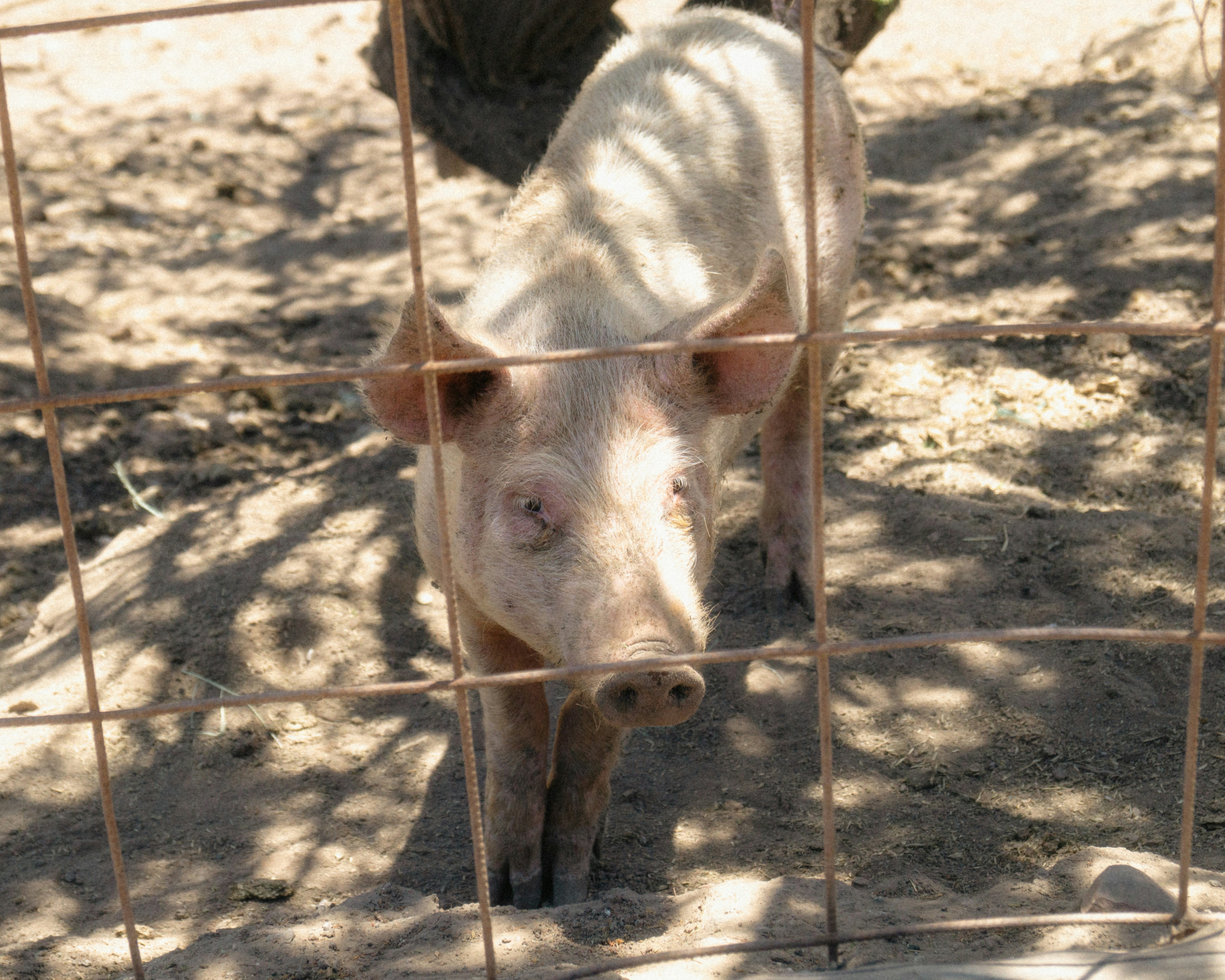 A young pig stands behind a wire fence.