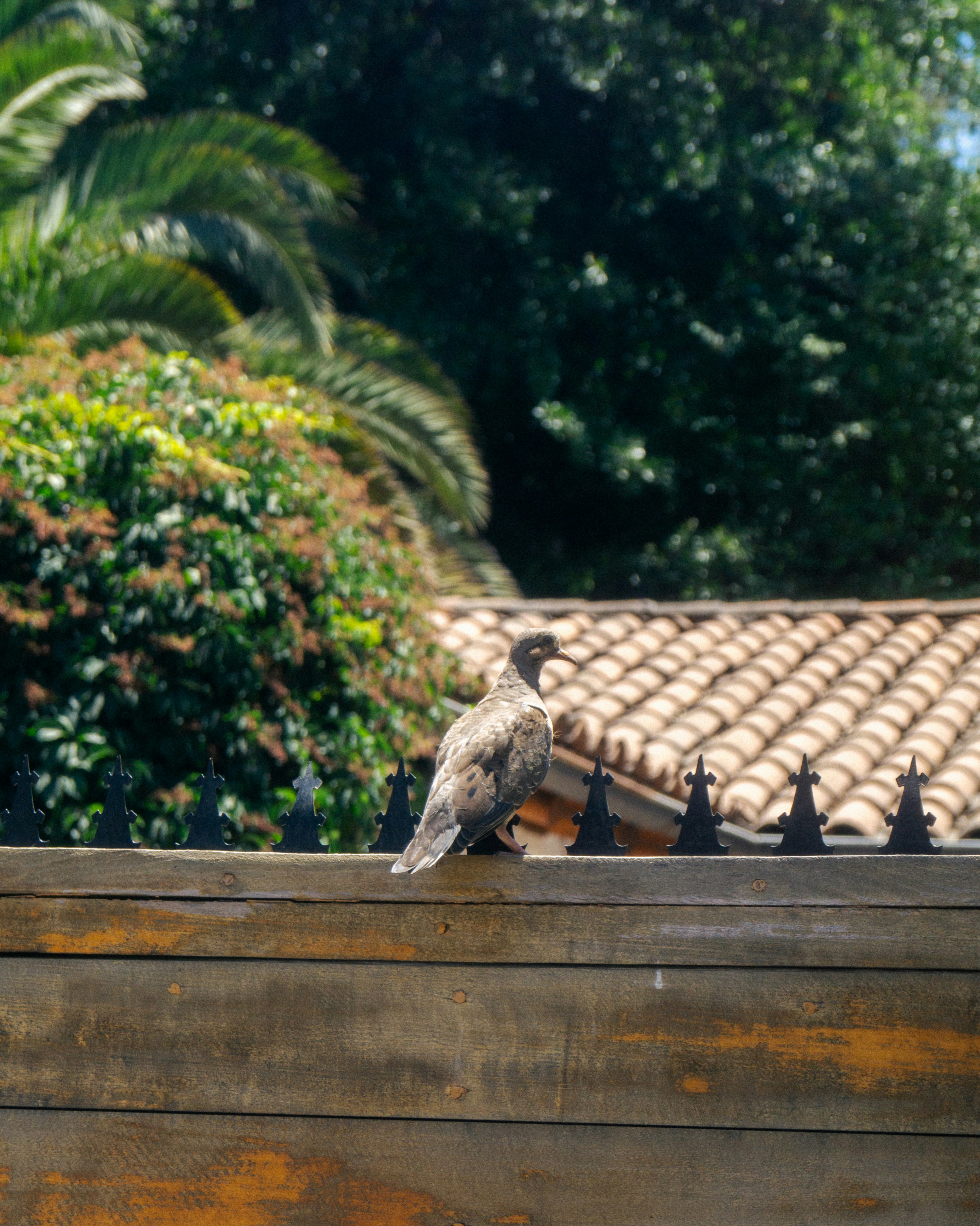 Perched Curiosity: A Feathered Observer