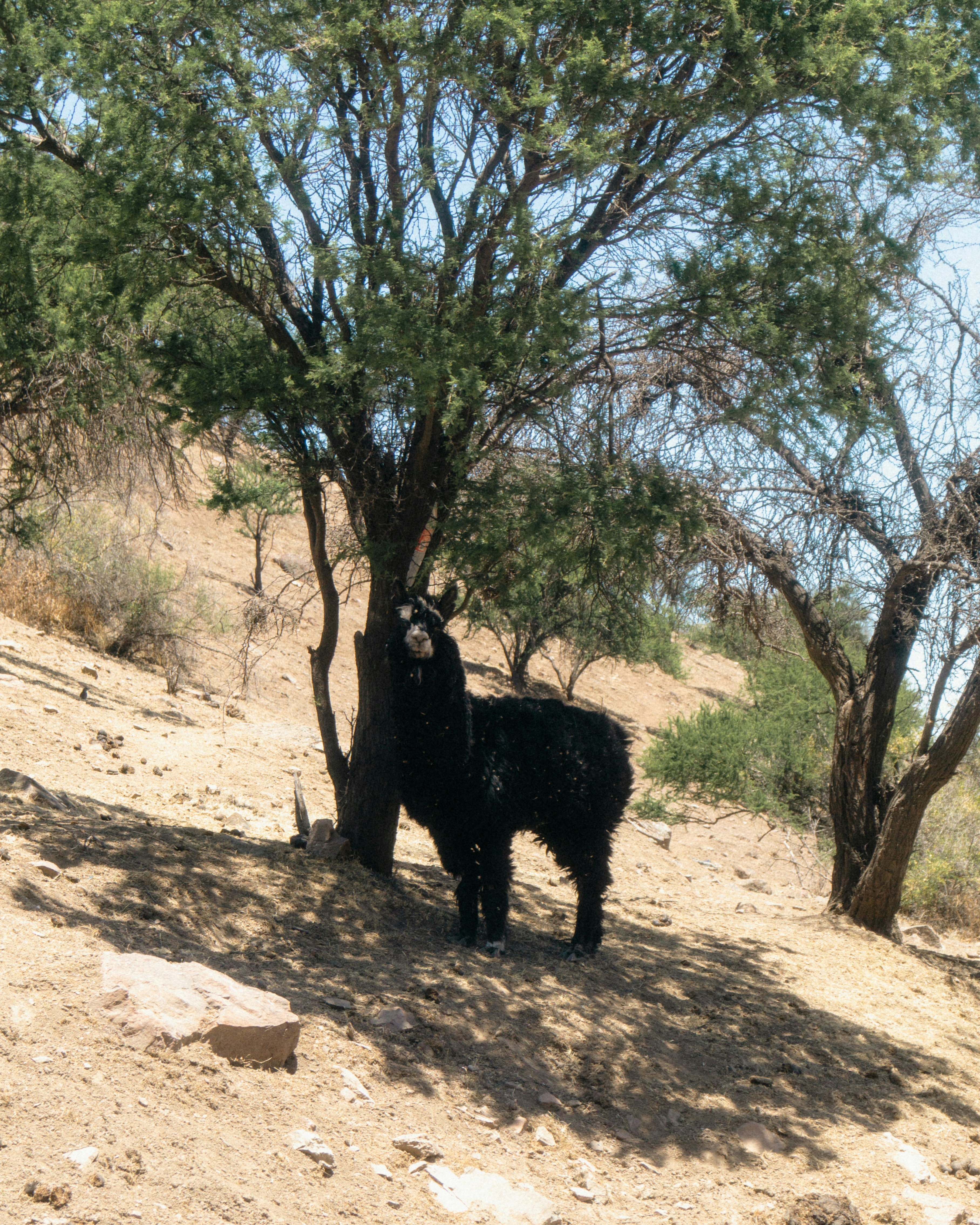 A black llama stands under a tree