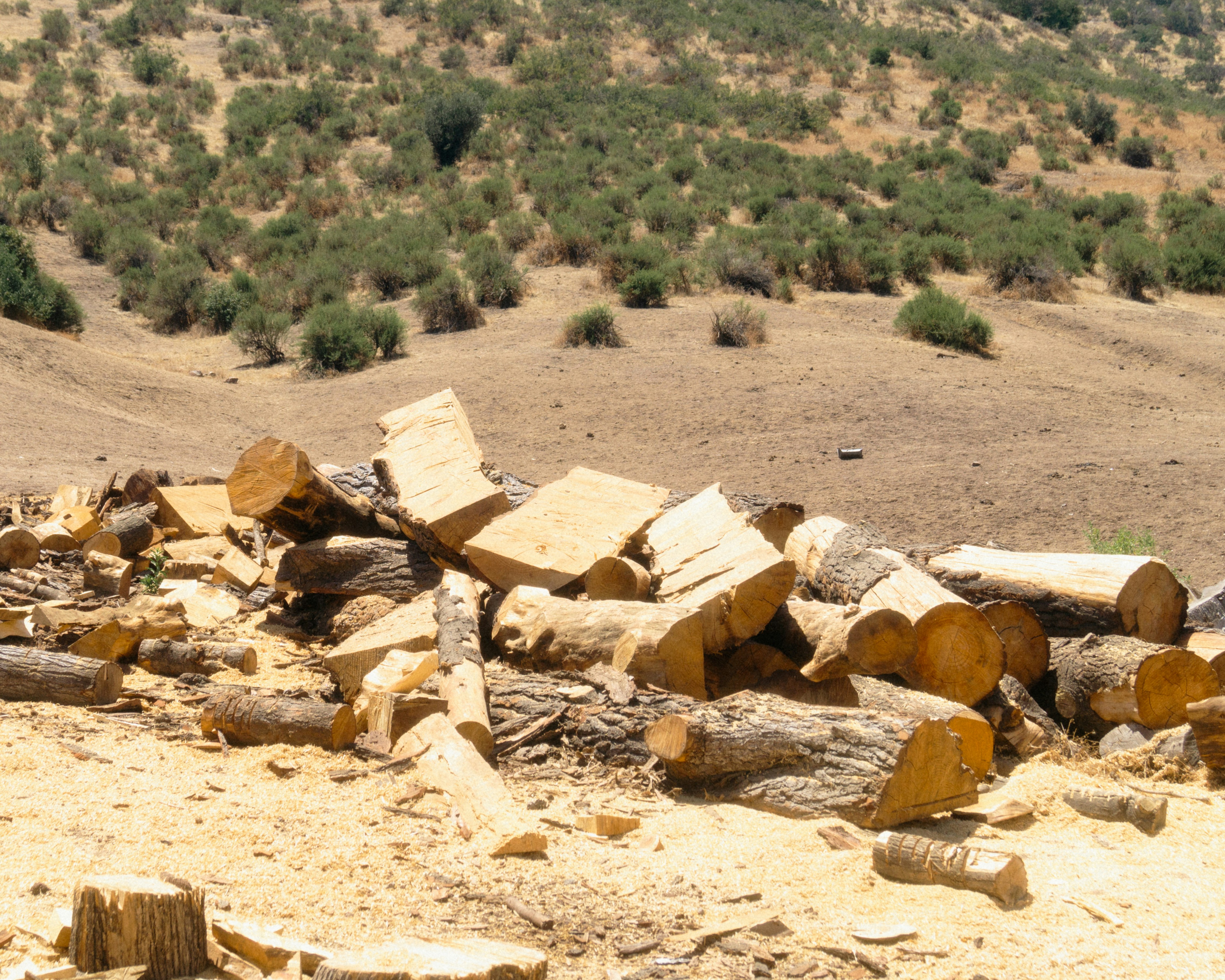 Pile of freshly cut logs on dry, dusty ground.