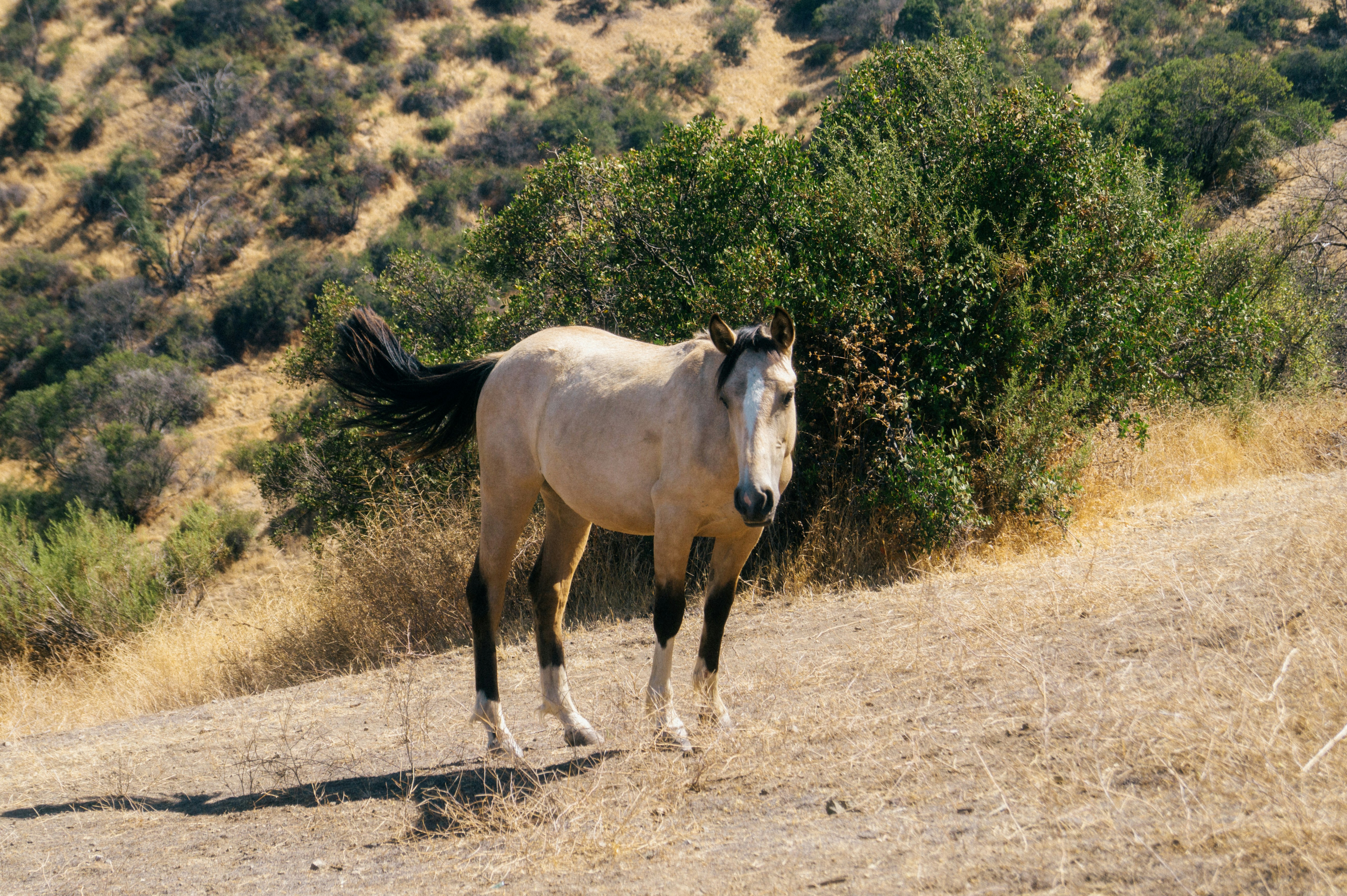 A light brown horse stands on a dry, grassy hillside.