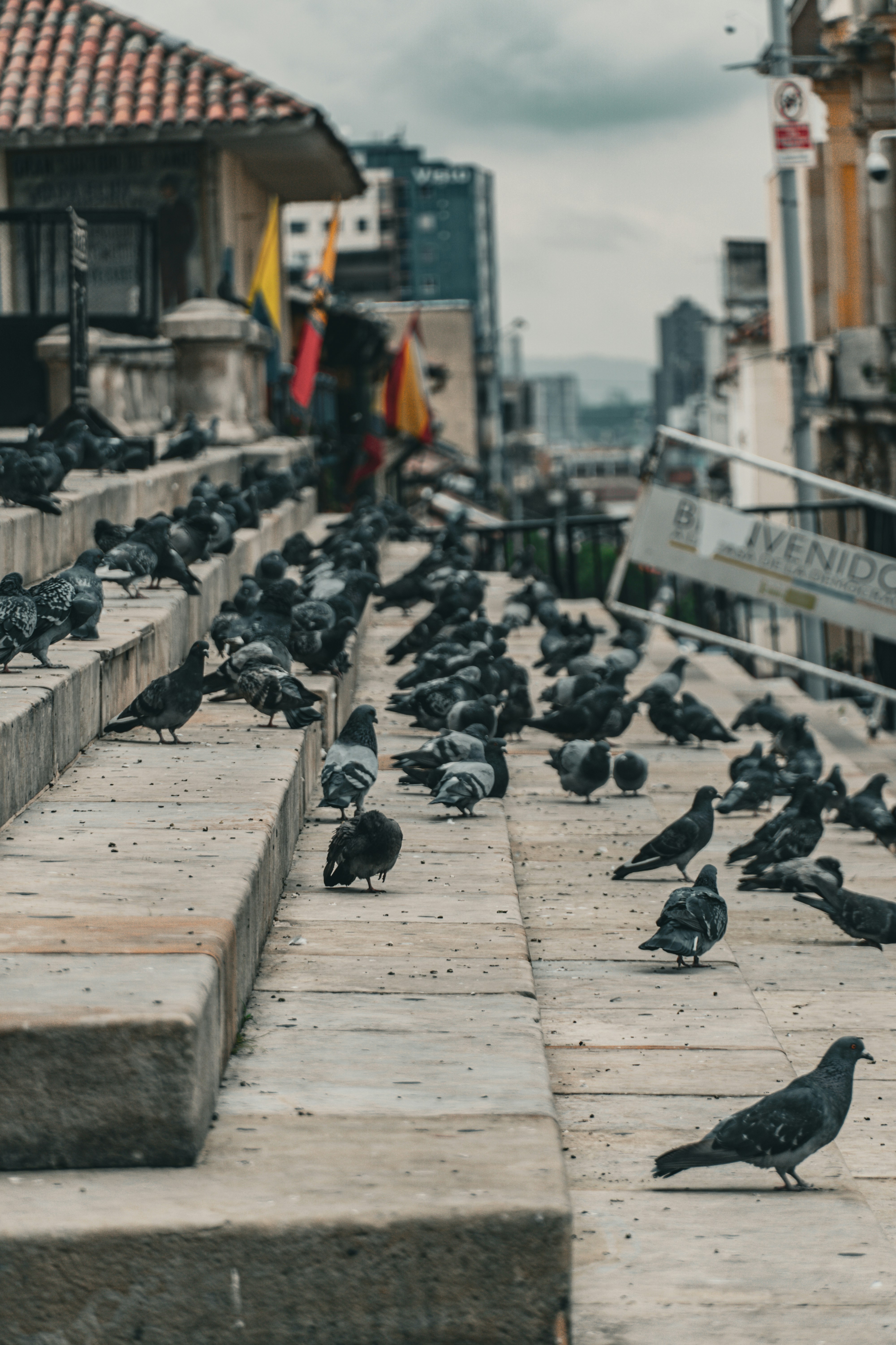 Urban Symphony of Pigeons