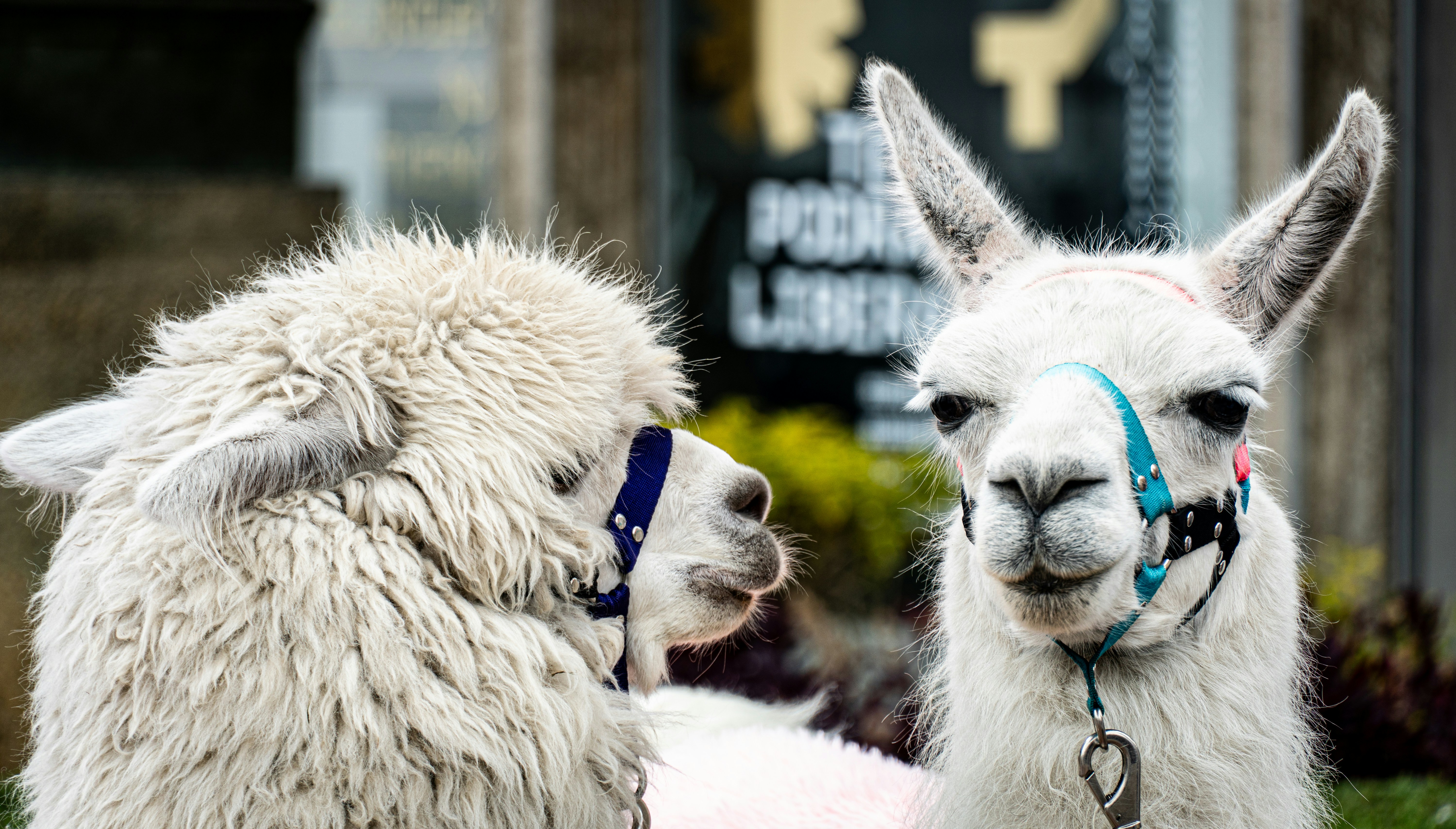 Two fluffy llamas wearing colorful harnesses outdoors.