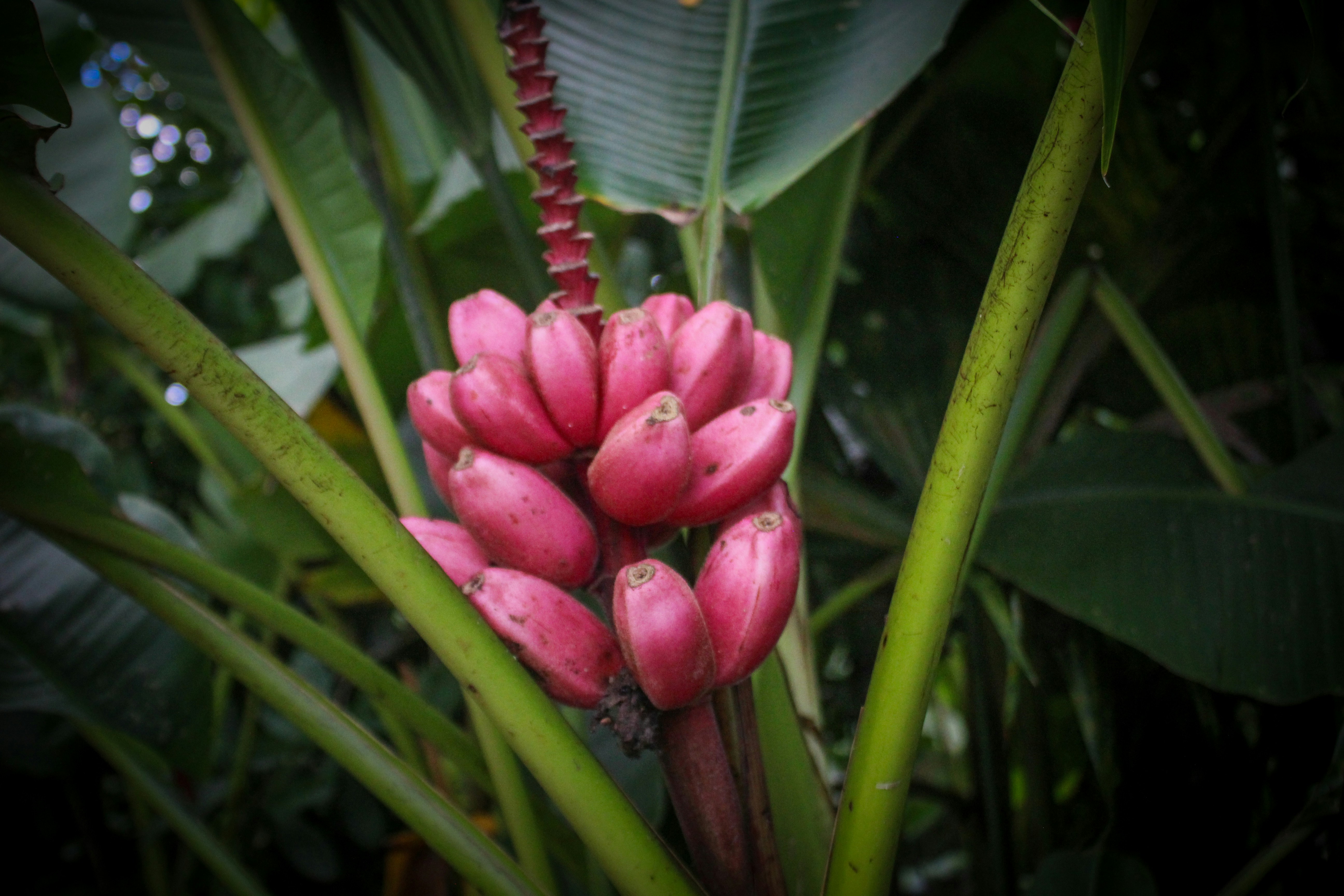 Bunch of pink bananas growing on a plant
