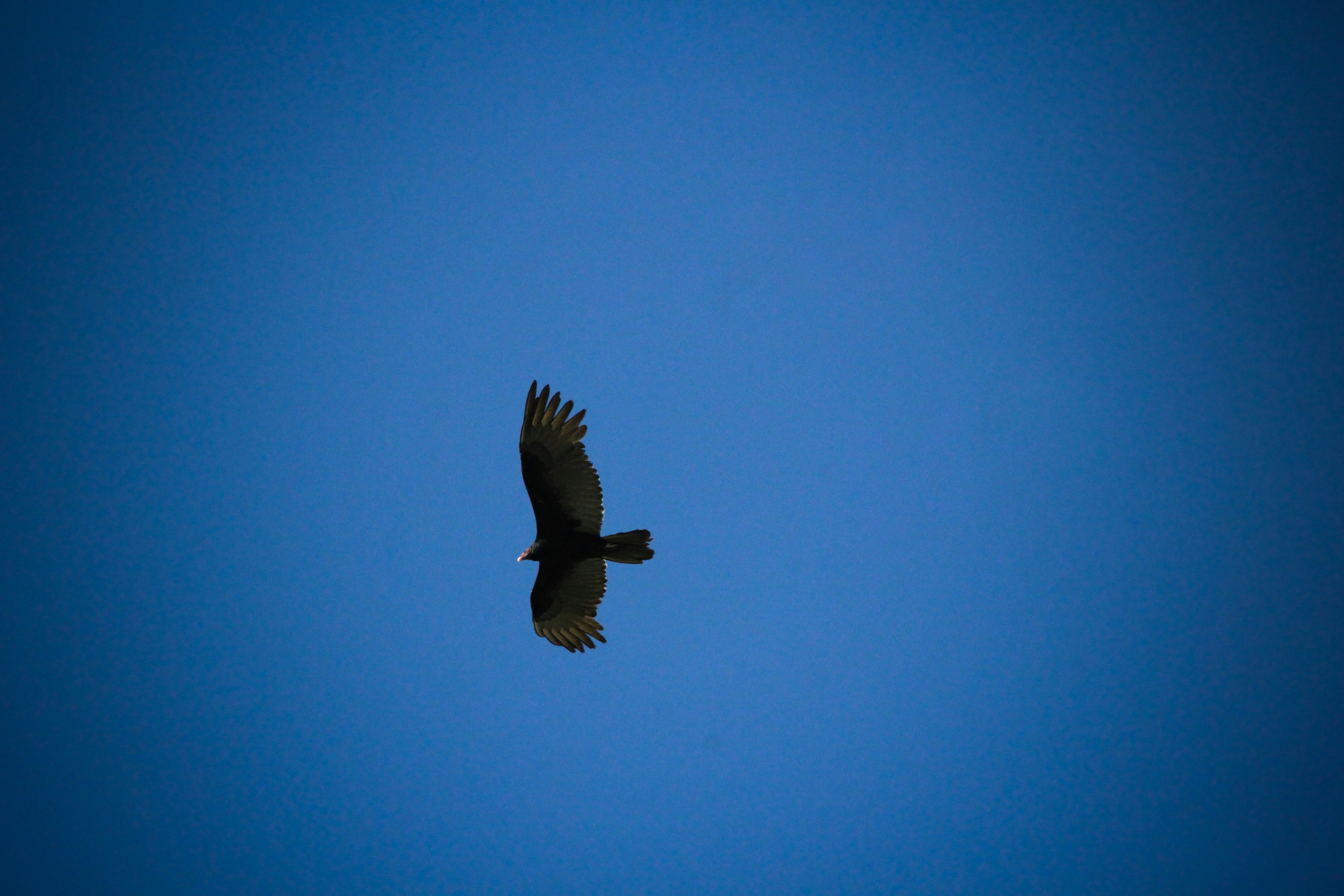 Soaring High: A Dance of Wings Against the Sky