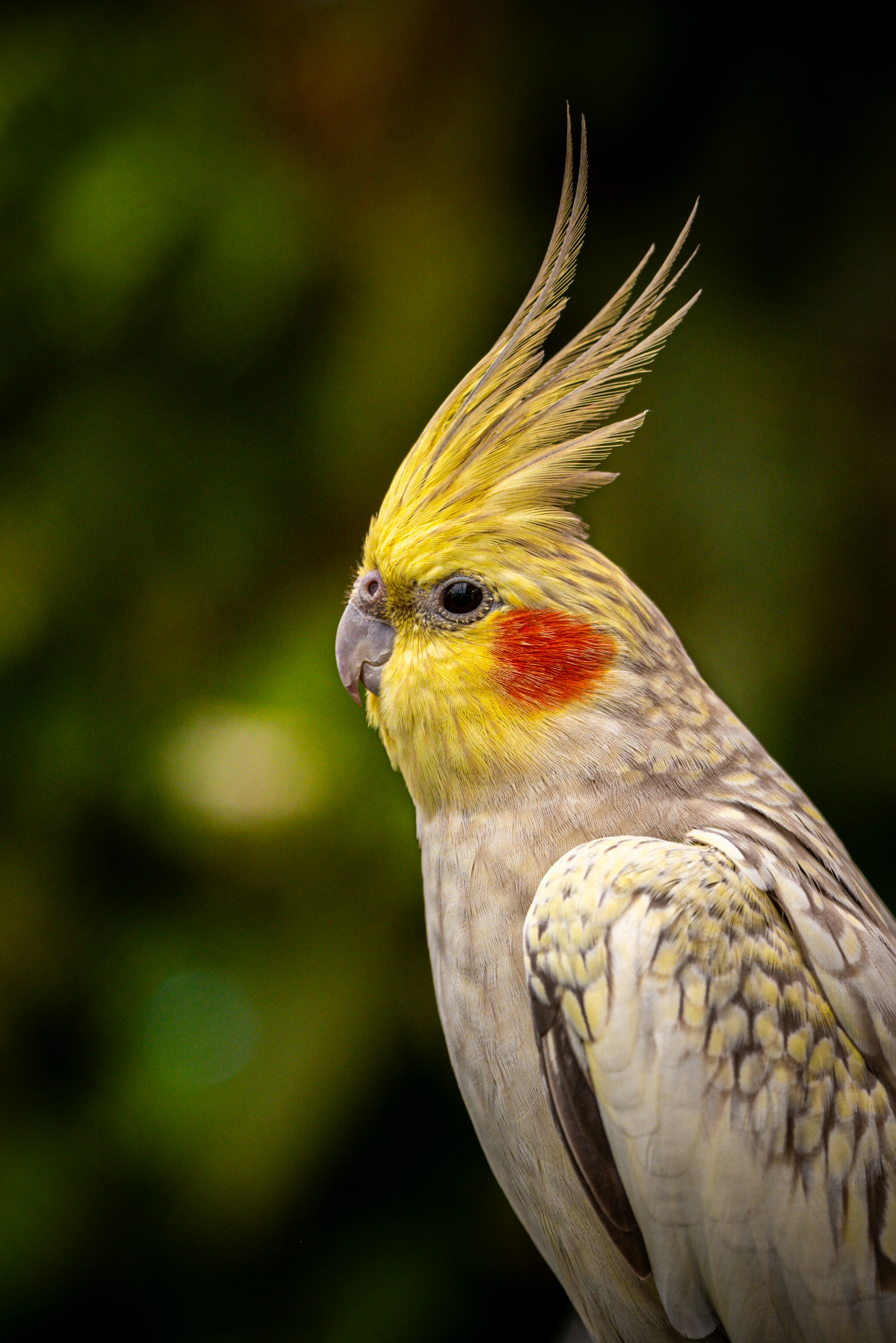 A cockatiel with a yellow crest and orange cheeks.