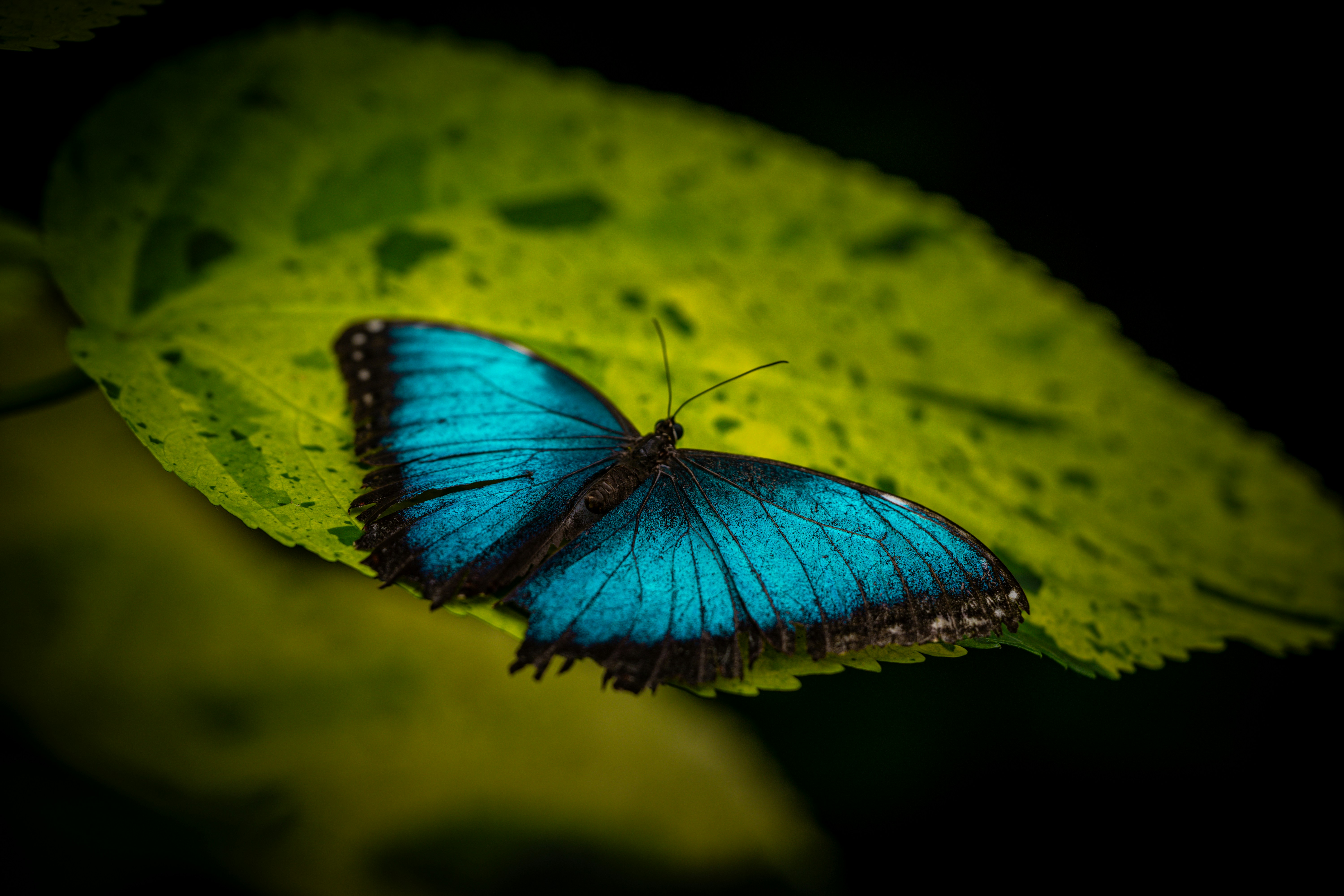 A vibrant blue butterfly rests on a green leaf.