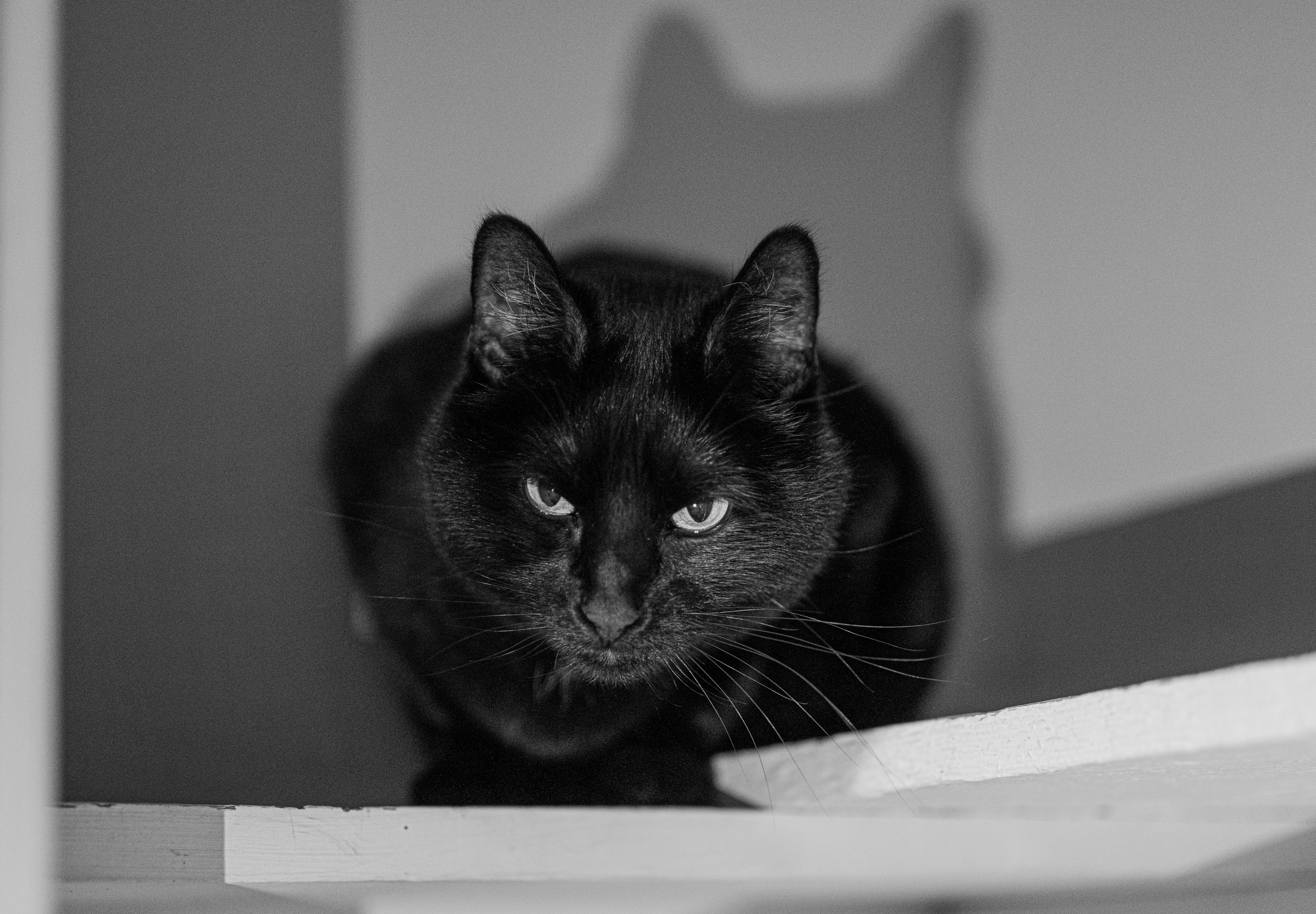 A black cat with bright eyes stares intensely forward.