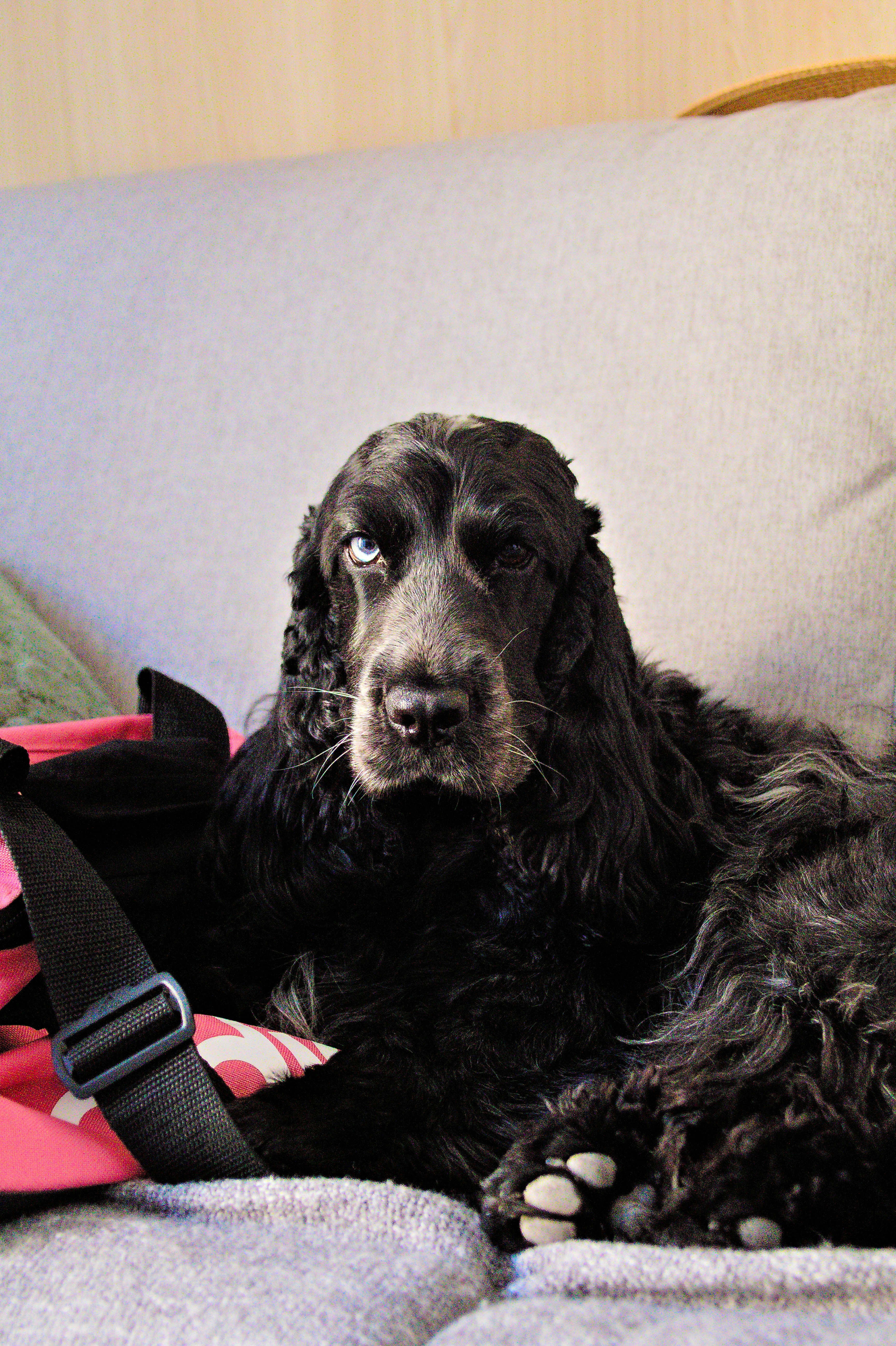 A serious English Cocker Spaniel striking a pose for the family portrait. She seems to be saying, “Human, hurry up, I’ve got a nap to get back to.” | A black cocker spaniel dog rests on a sofa.