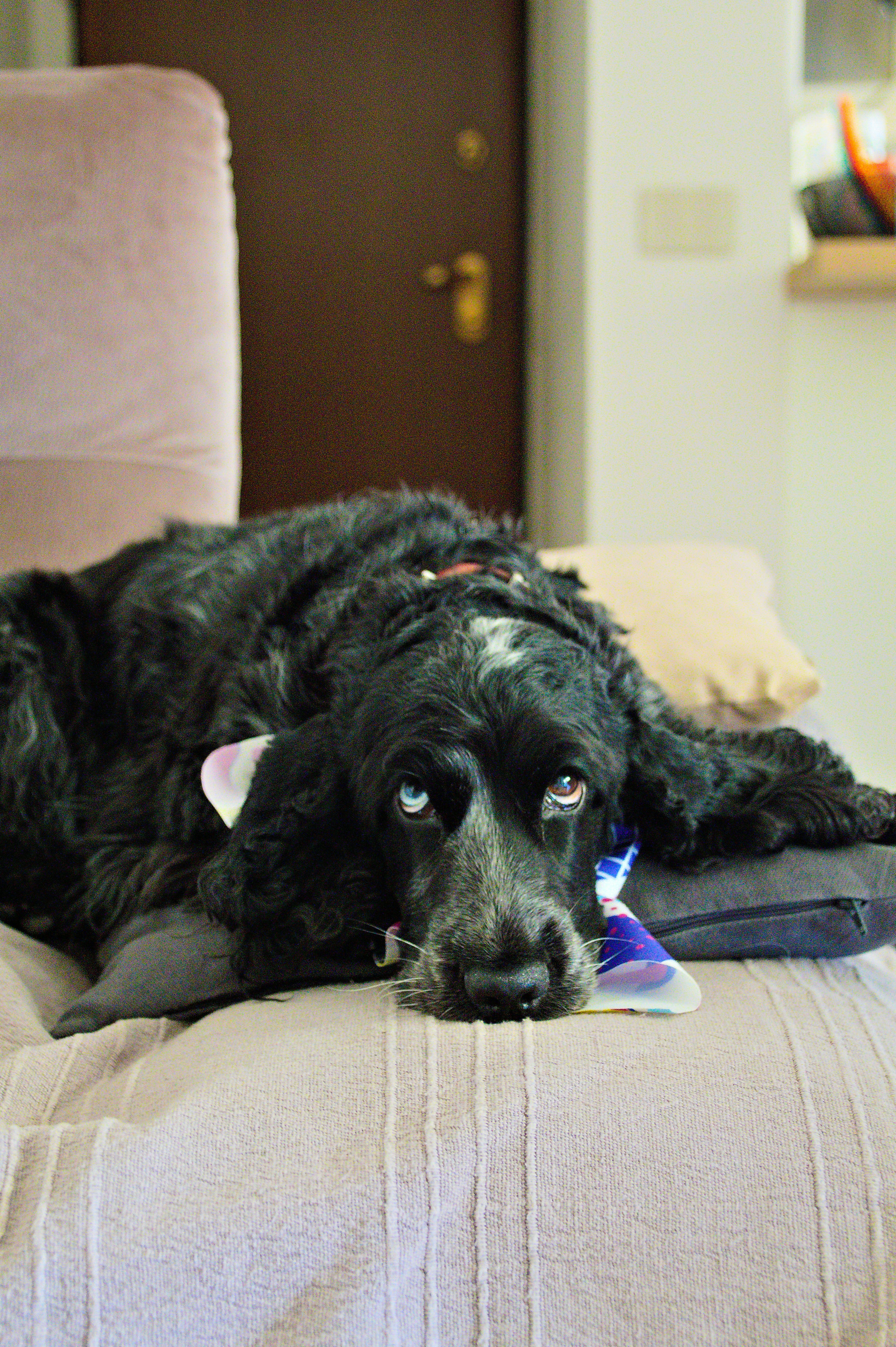 An English Cocker Spaniel striking a pose with that irresistible begging look, hoping for an extra cuddle or treat. Spoiler: with that gaze, she definitely got her way. | A black dog with blue eyes rests on a couch.