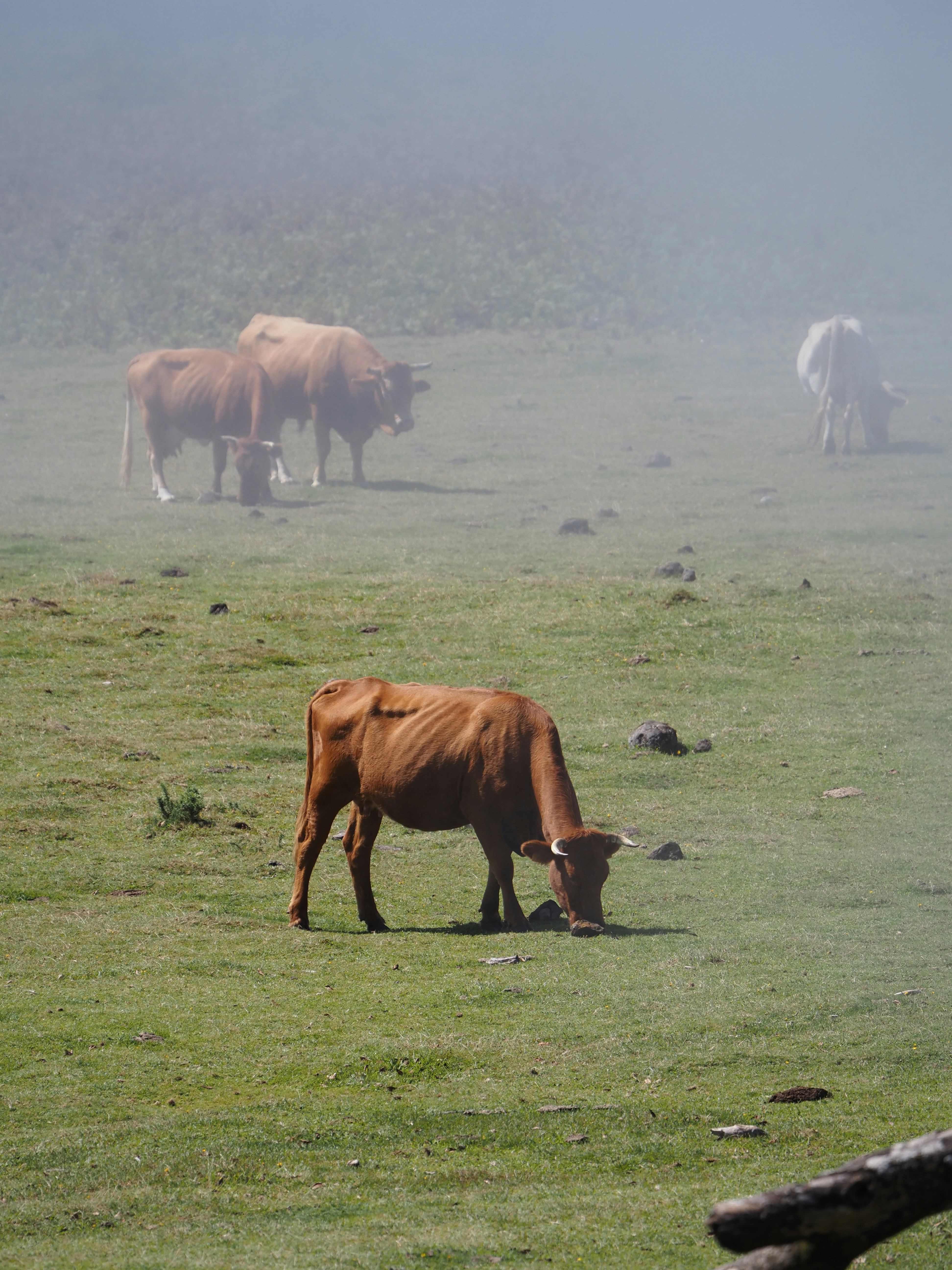 Fanal Forest Madeira - Cows in the clouds | Cows grazing in a misty green field.