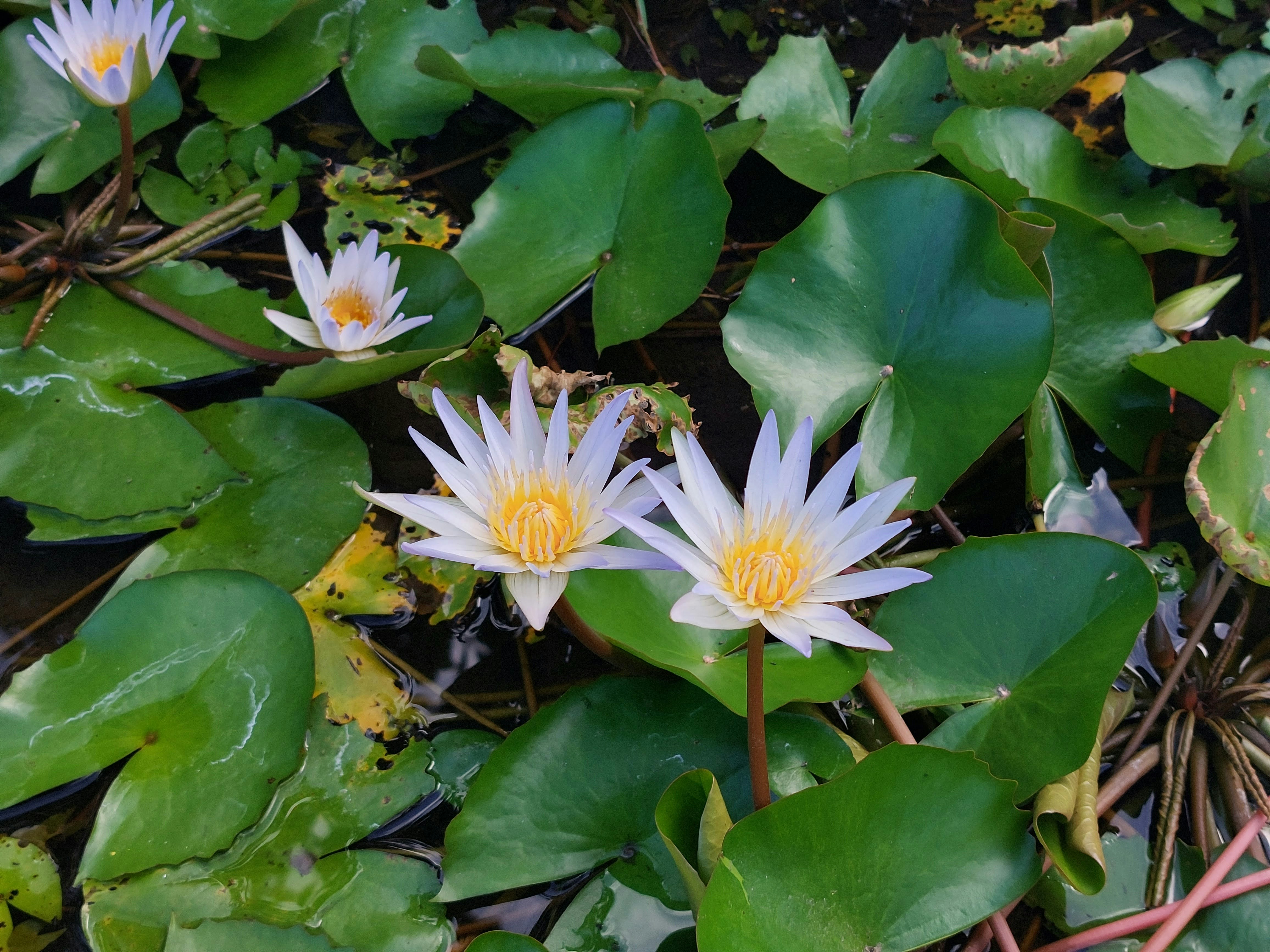 Lotus flowers in the water palace Taman Ujung in Karangasem, eastern Bali. | Two white water lilies bloom among green lily pads.