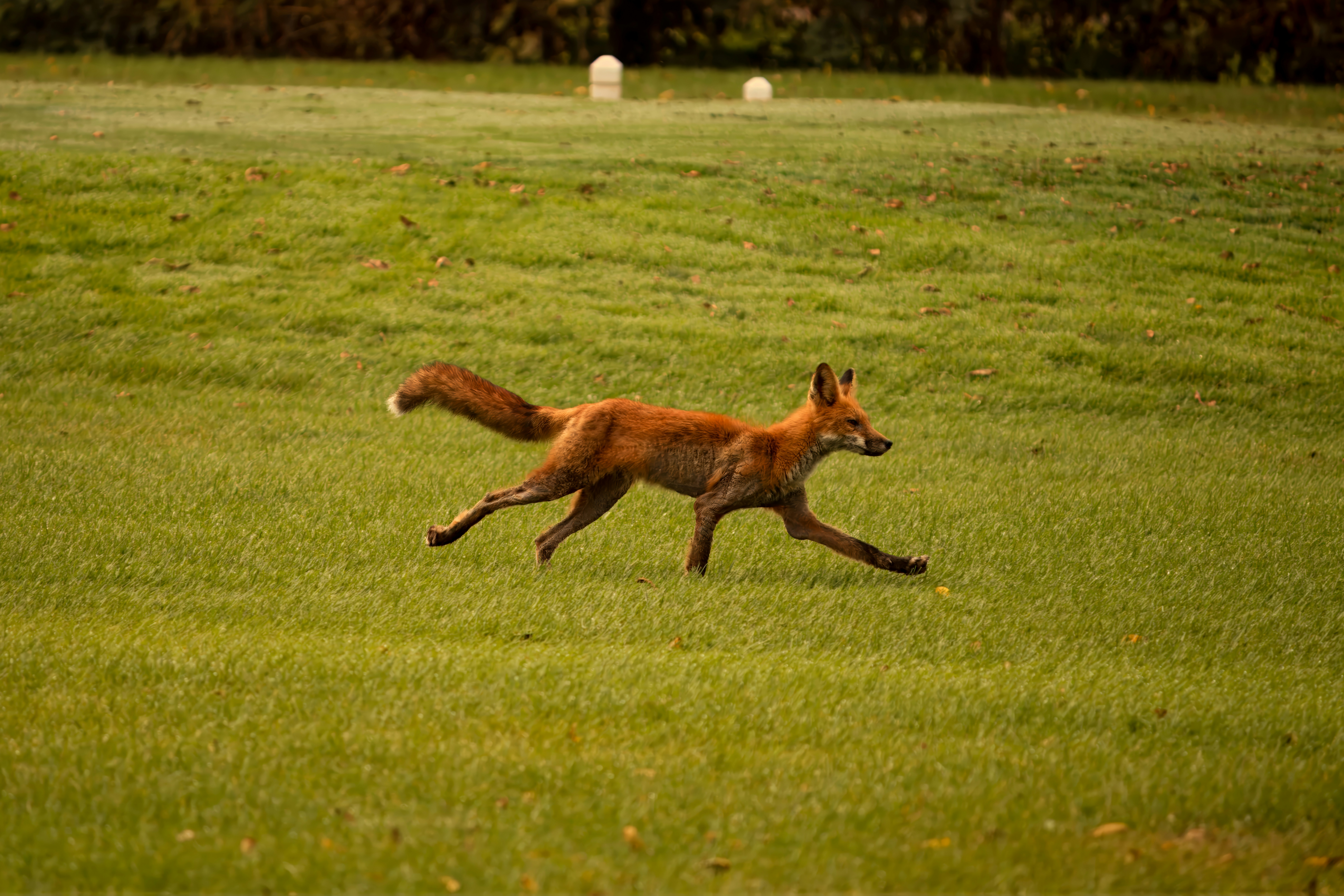 A red fox runs across a grassy field.