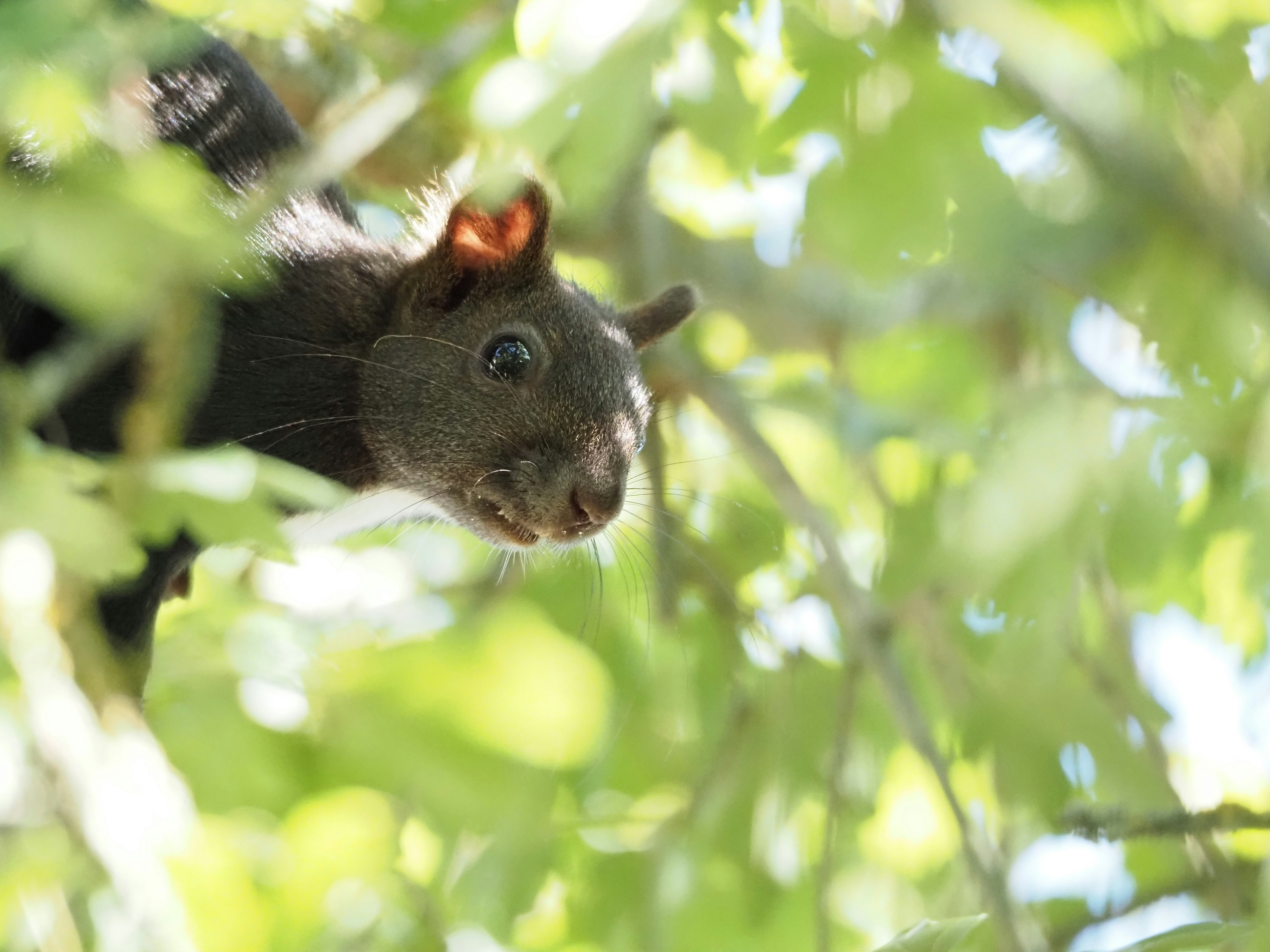 A dark squirrel peeks through green leaves.