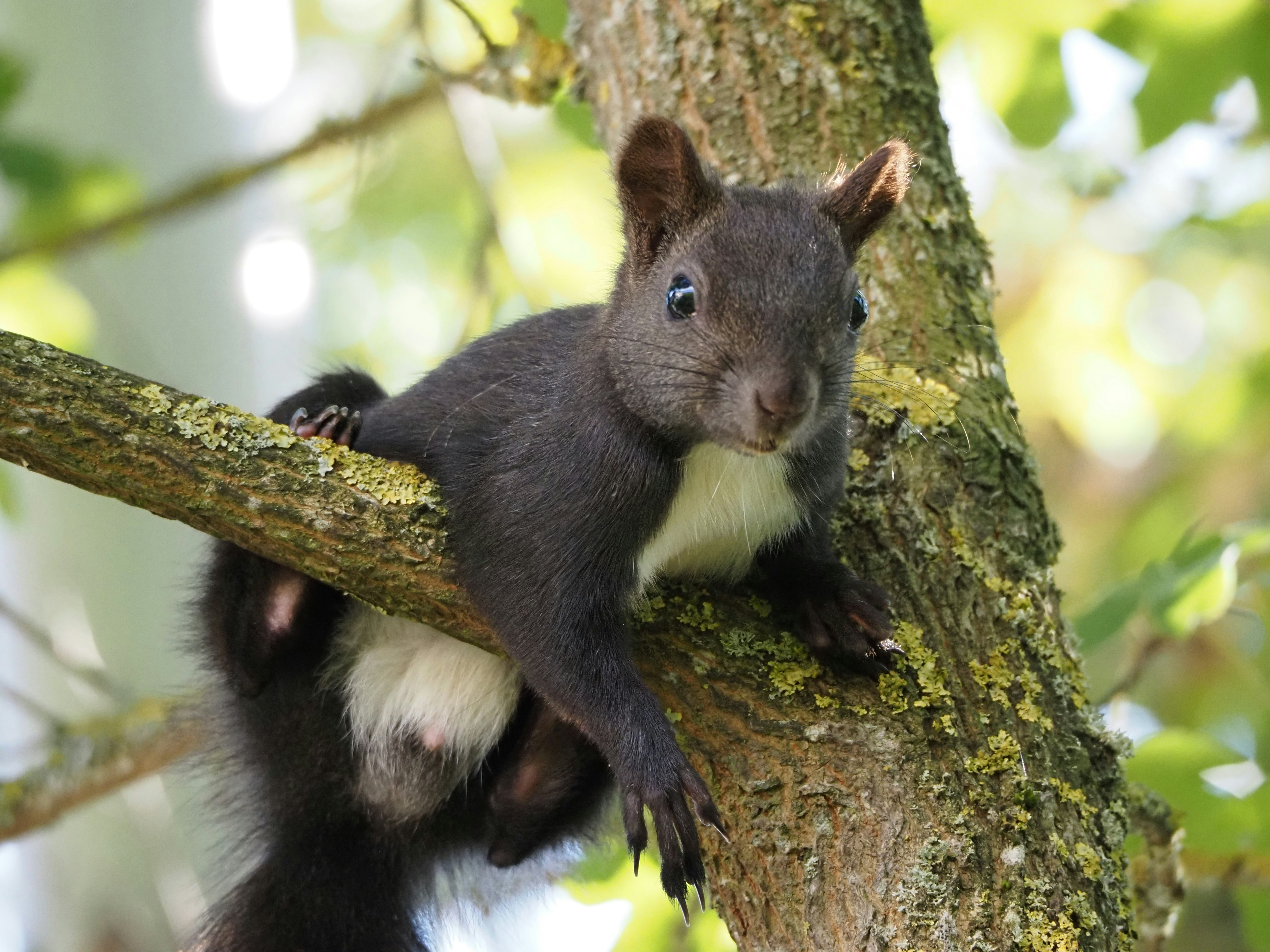 A dark squirrel rests on a tree branch.