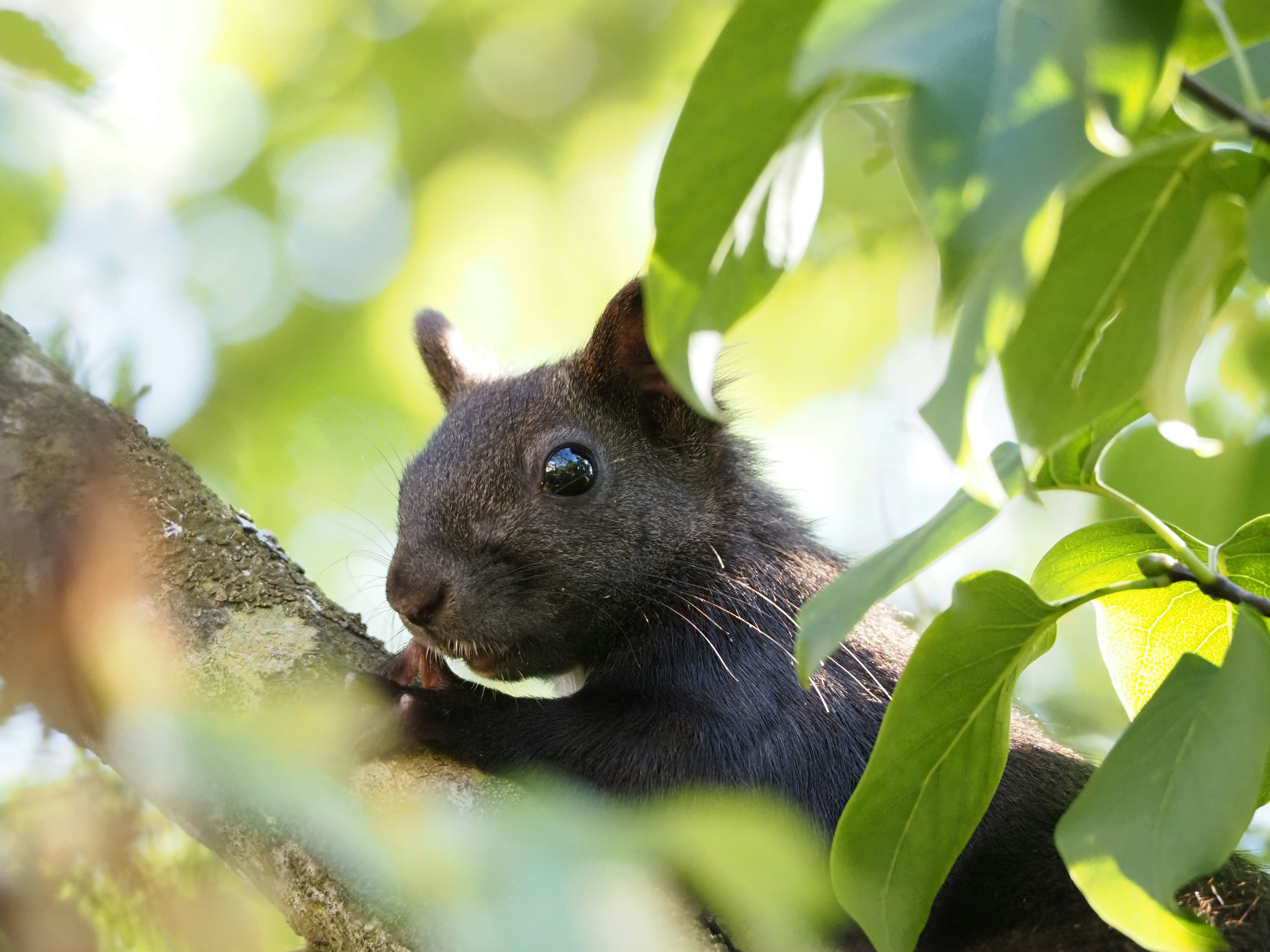 A black squirrel sits on a tree branch.