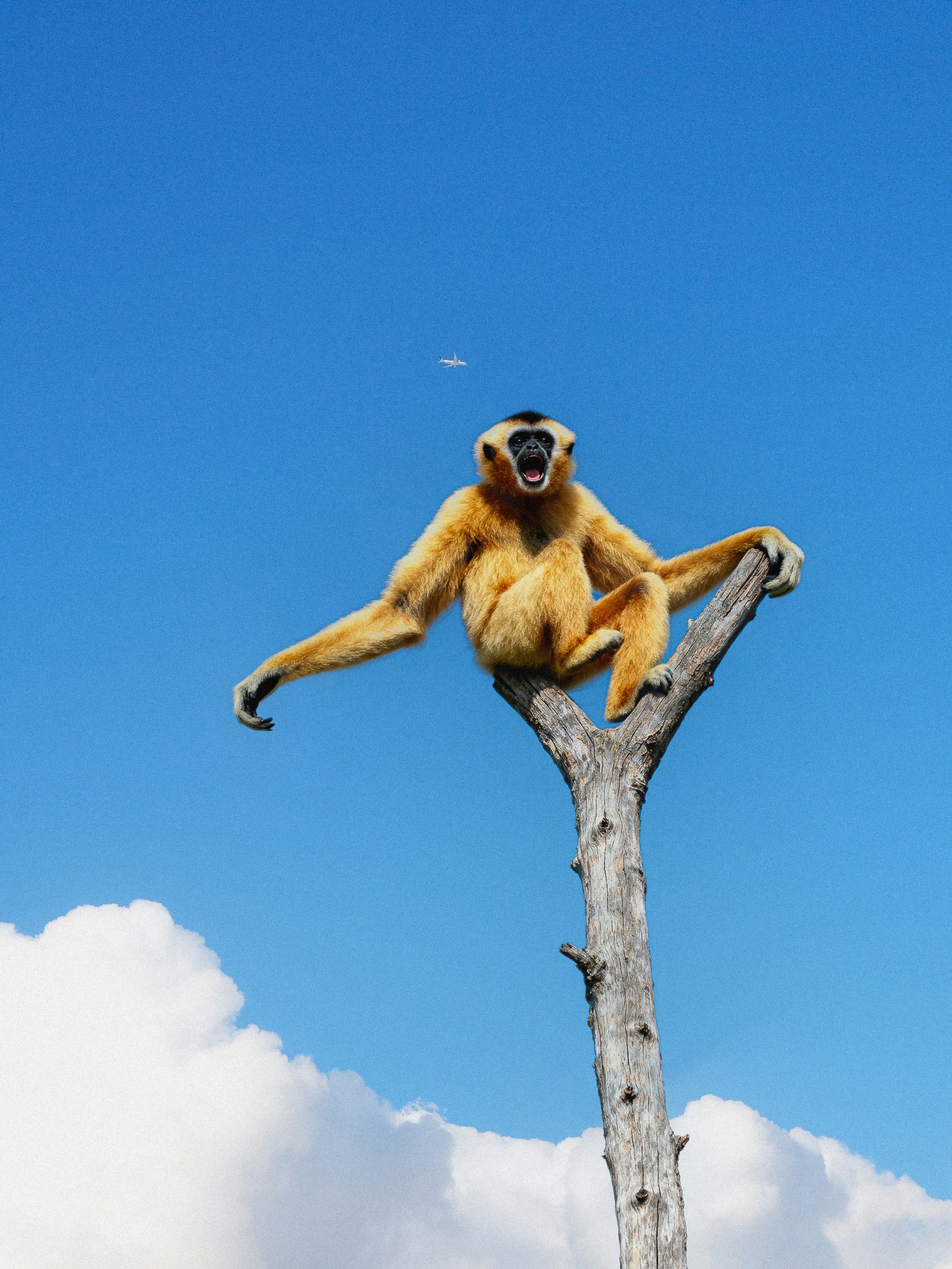 Gibbon monkey sitting on a dead tree branch.