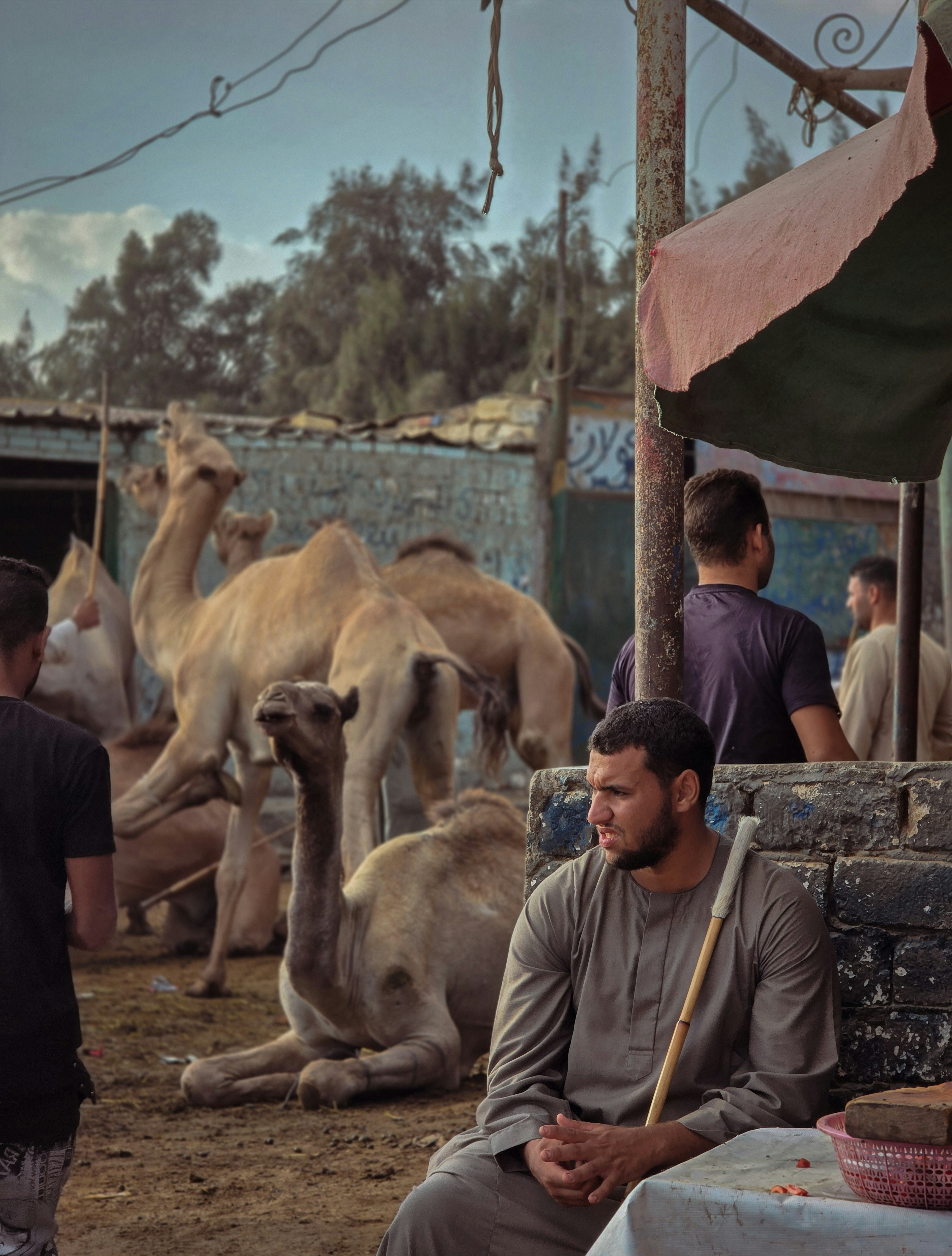 Man watching camels at a market during the day