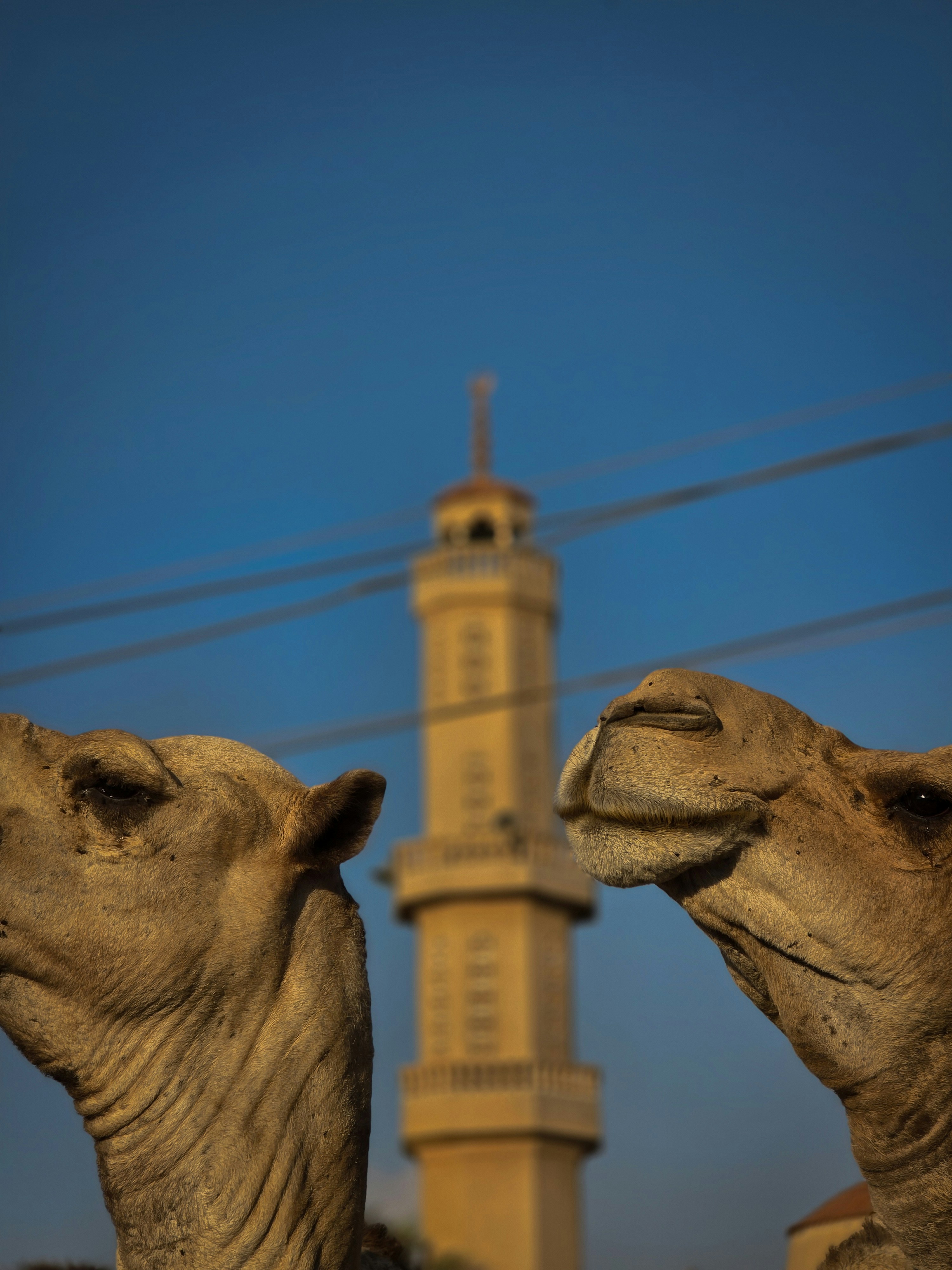 Two camels in front of a mosque tower
