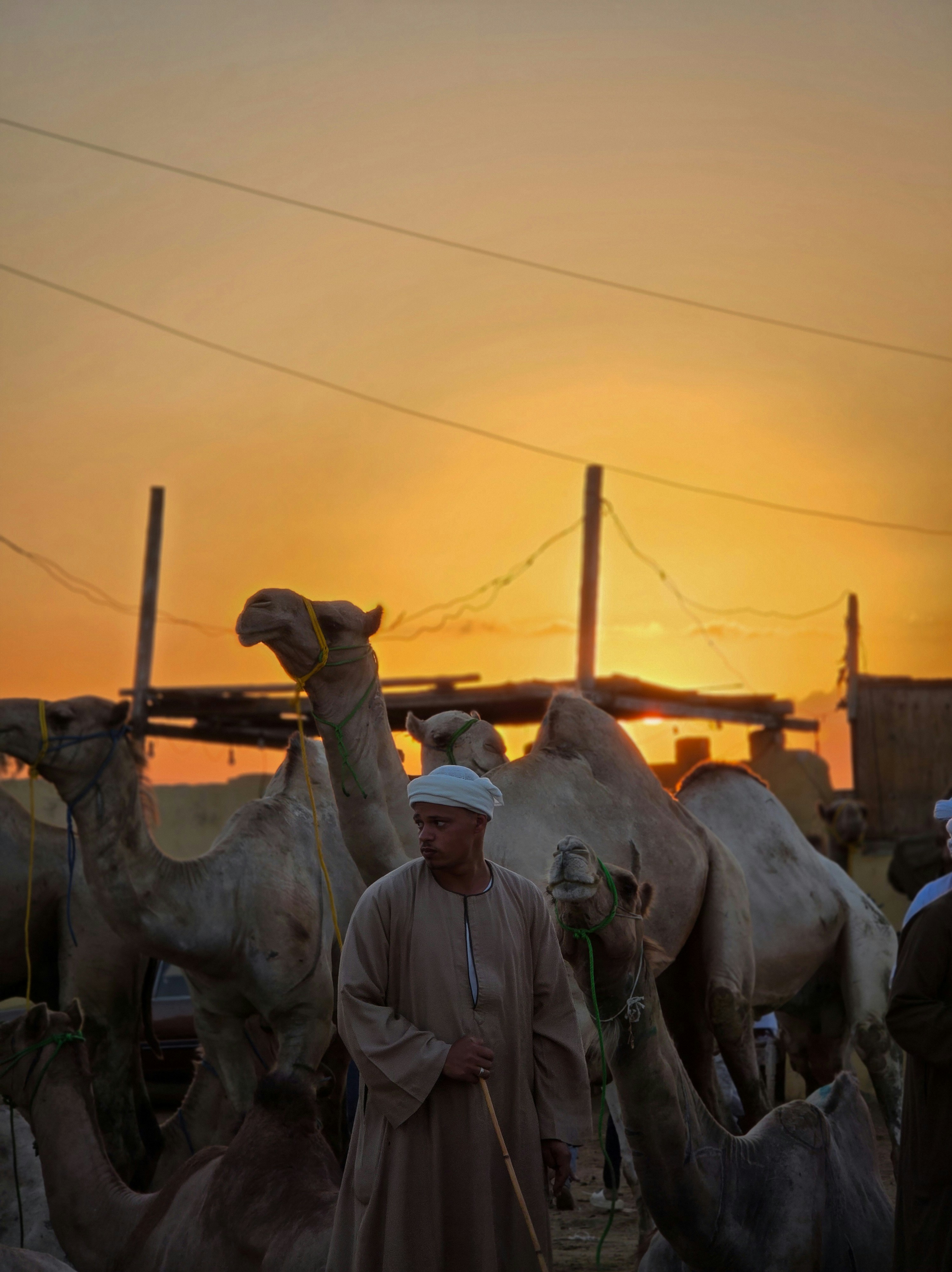 Dusk Caravan: A Turbaned Keeper Amid the Camel Line