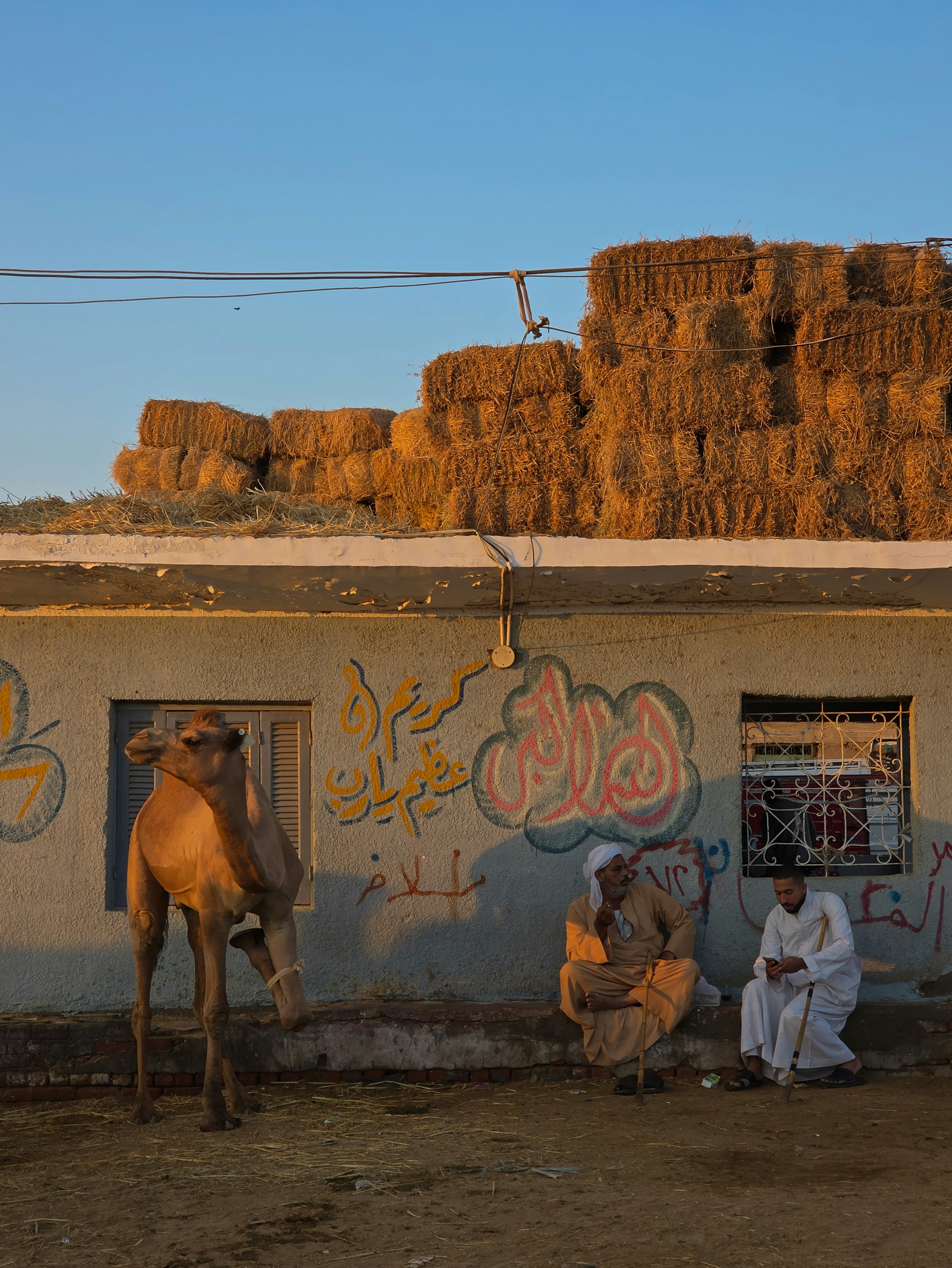 Camel stands near men sitting by decorated wall