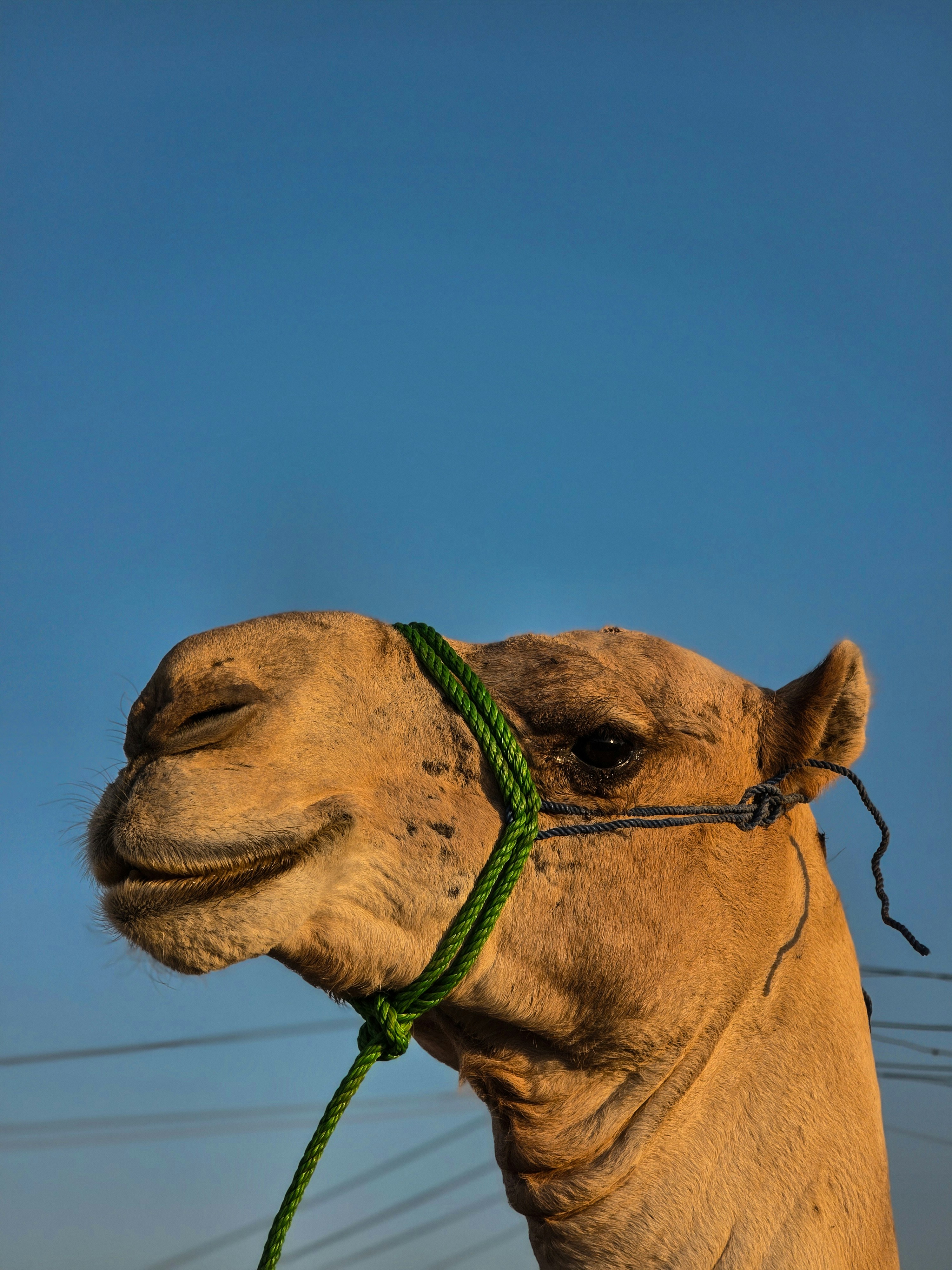 Camel with green halter against blue sky