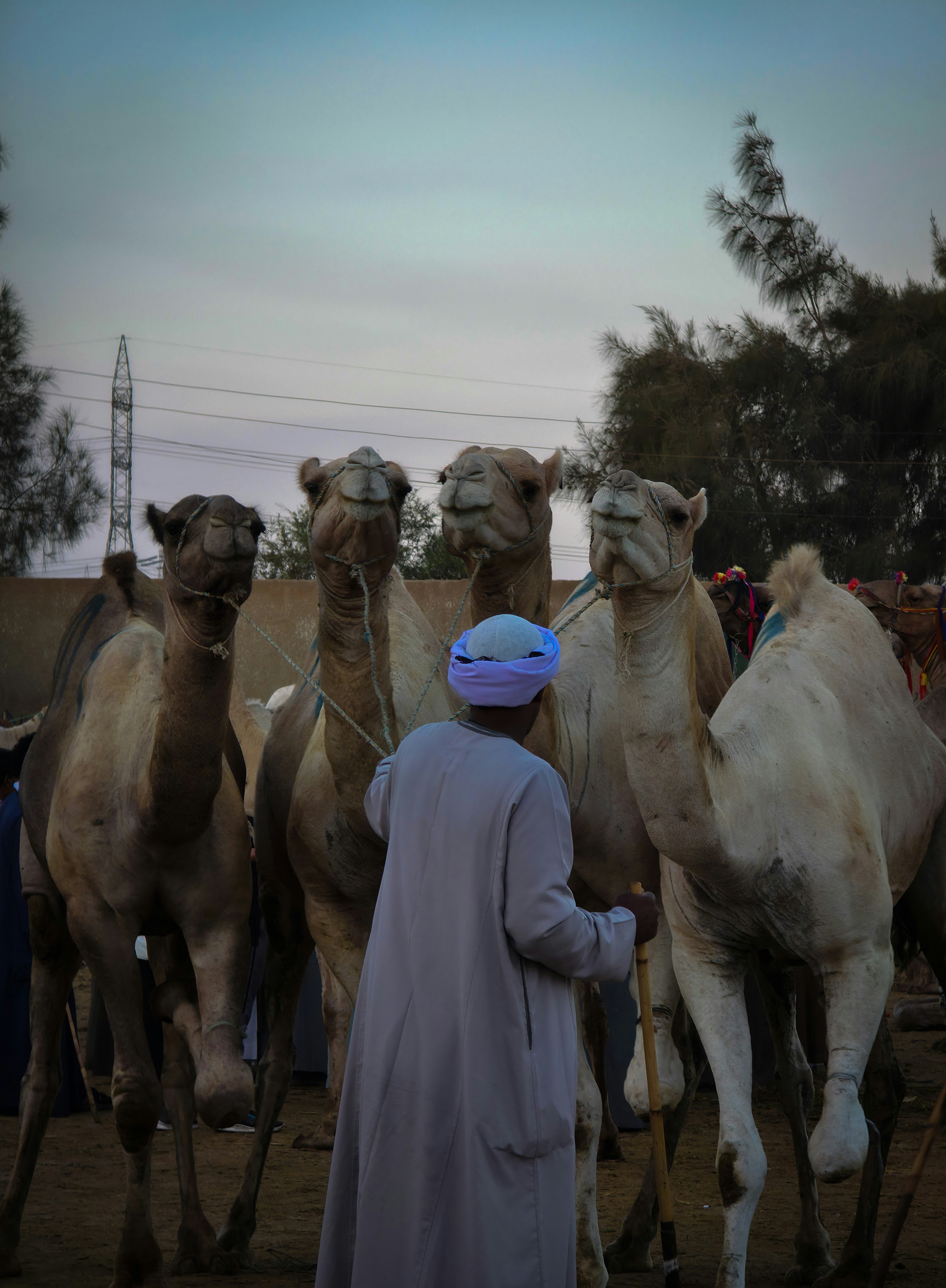 Man in turban with camels at outdoor market.