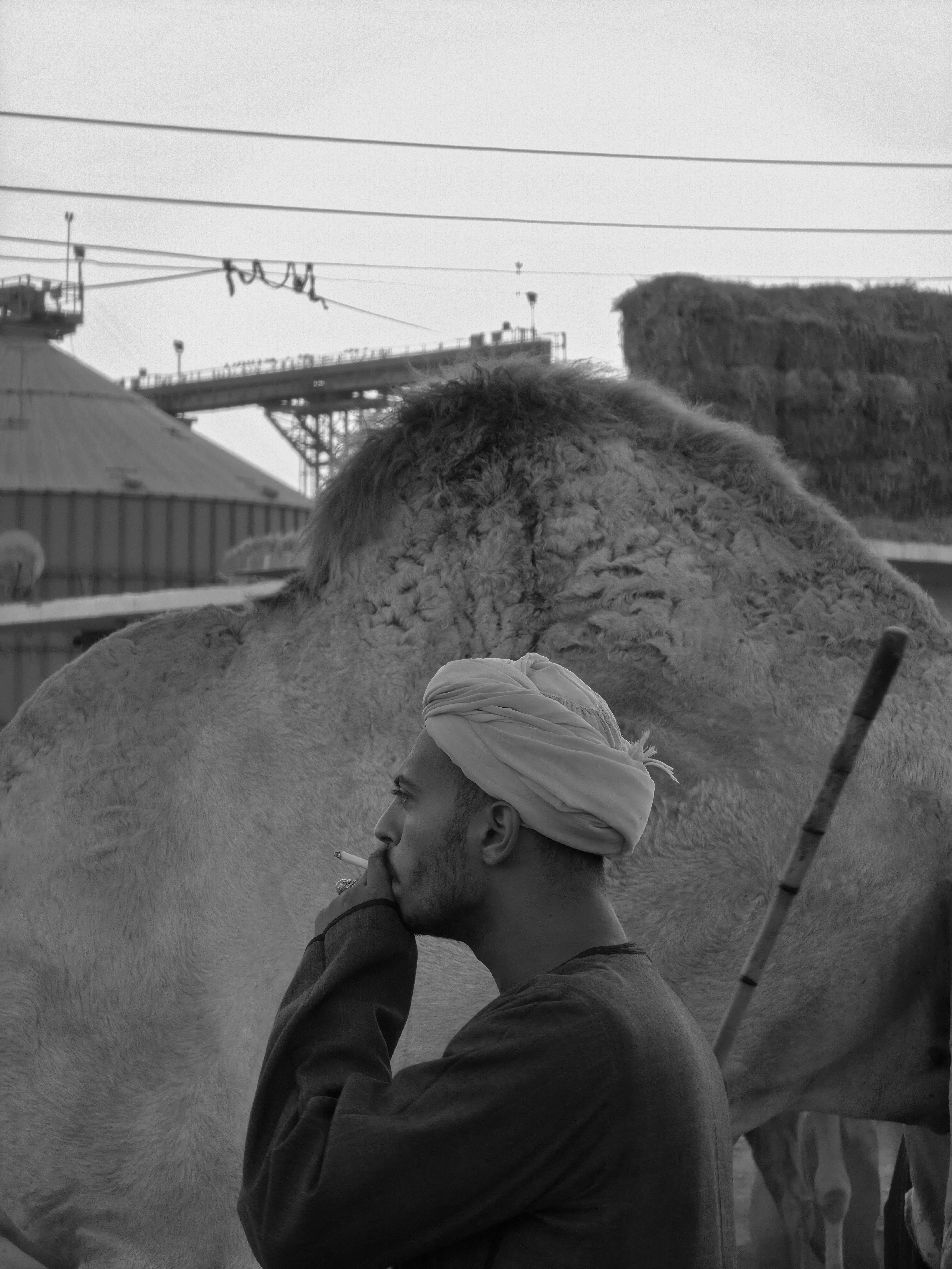 Silent Contemplation Amidst the Herd