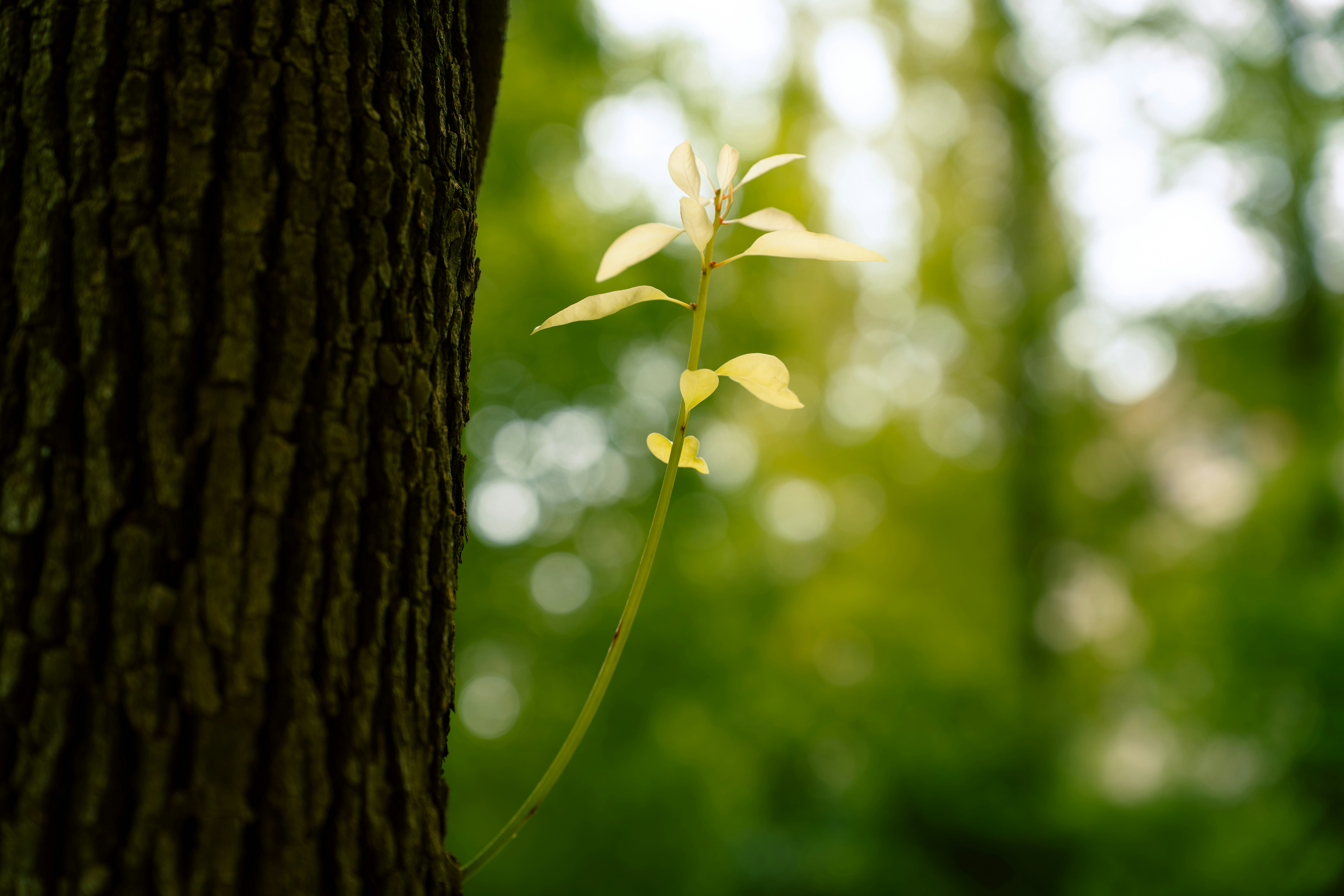 Emerging Life: A Leaf's Journey