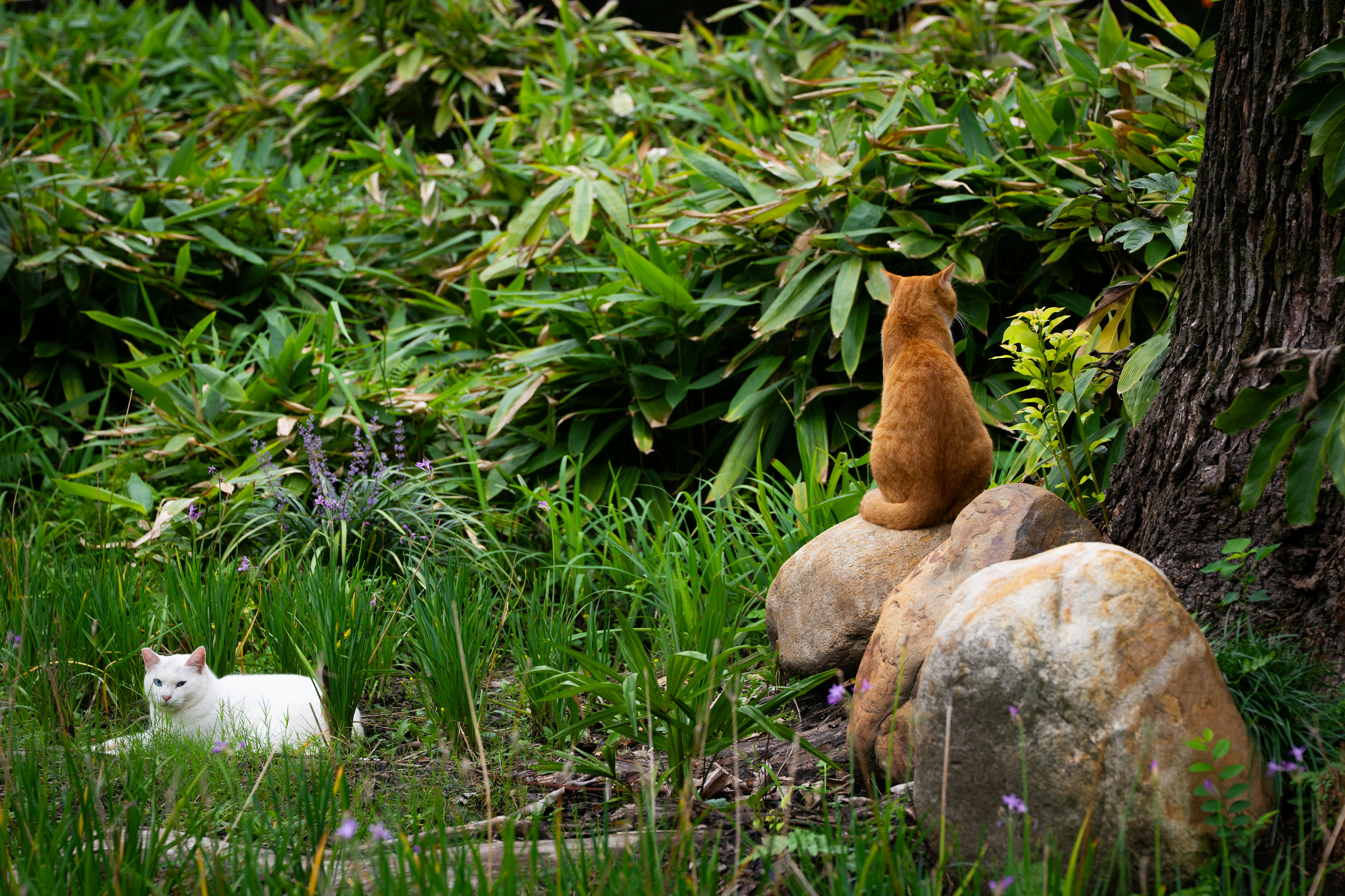 Whiskered Guardians of the Greenery