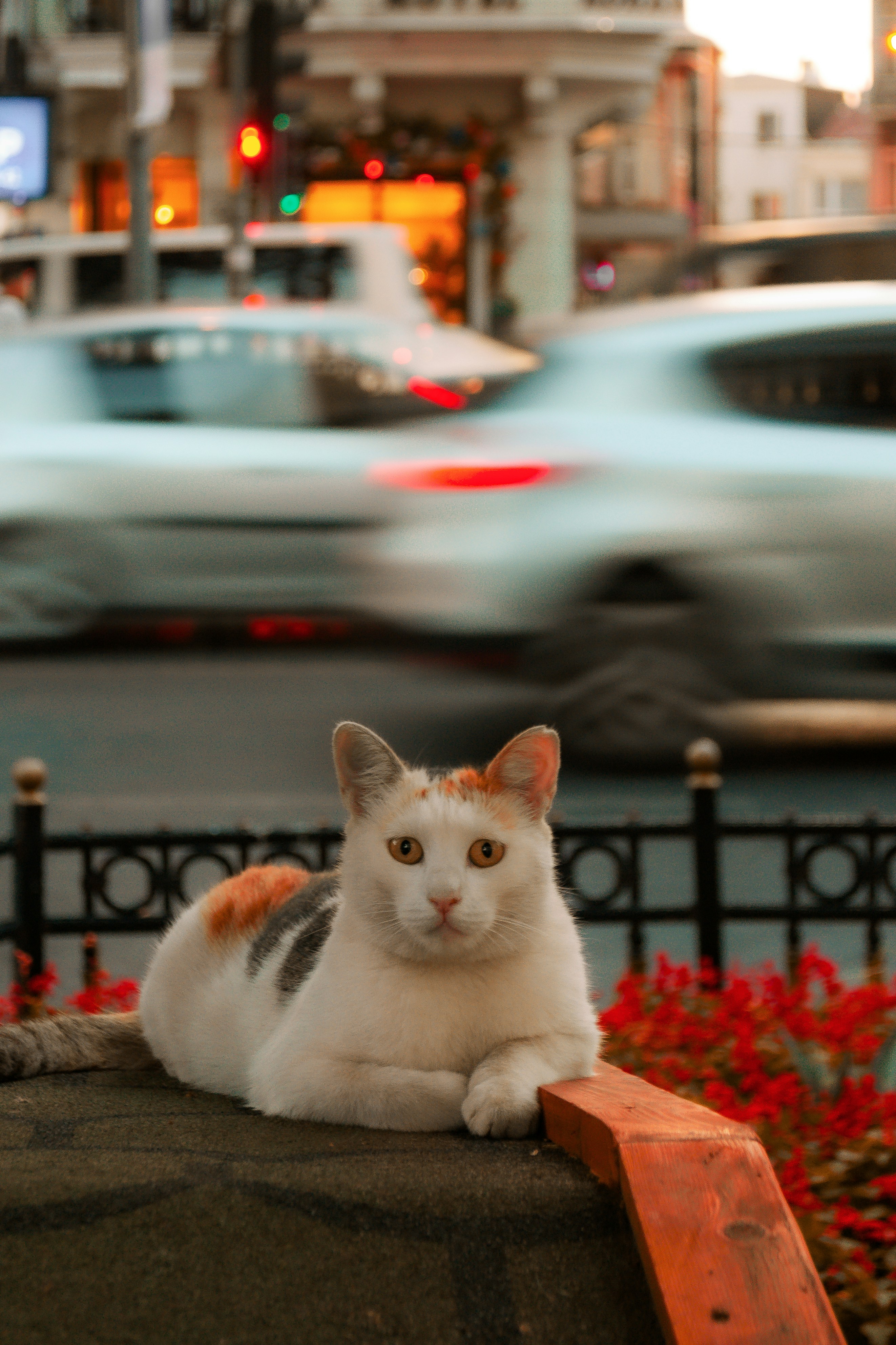 A Serene Observer Amidst Urban Hustle