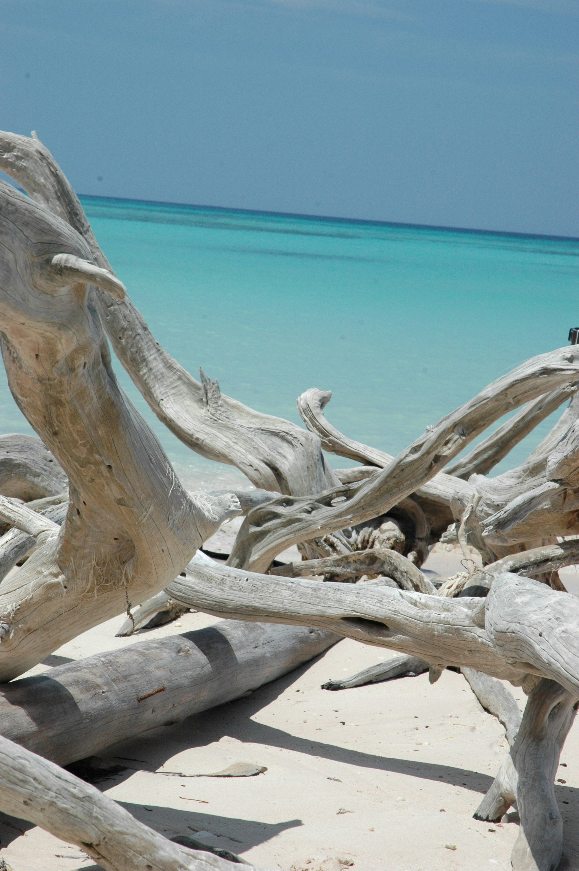 Driftwood Symphony by the Shore