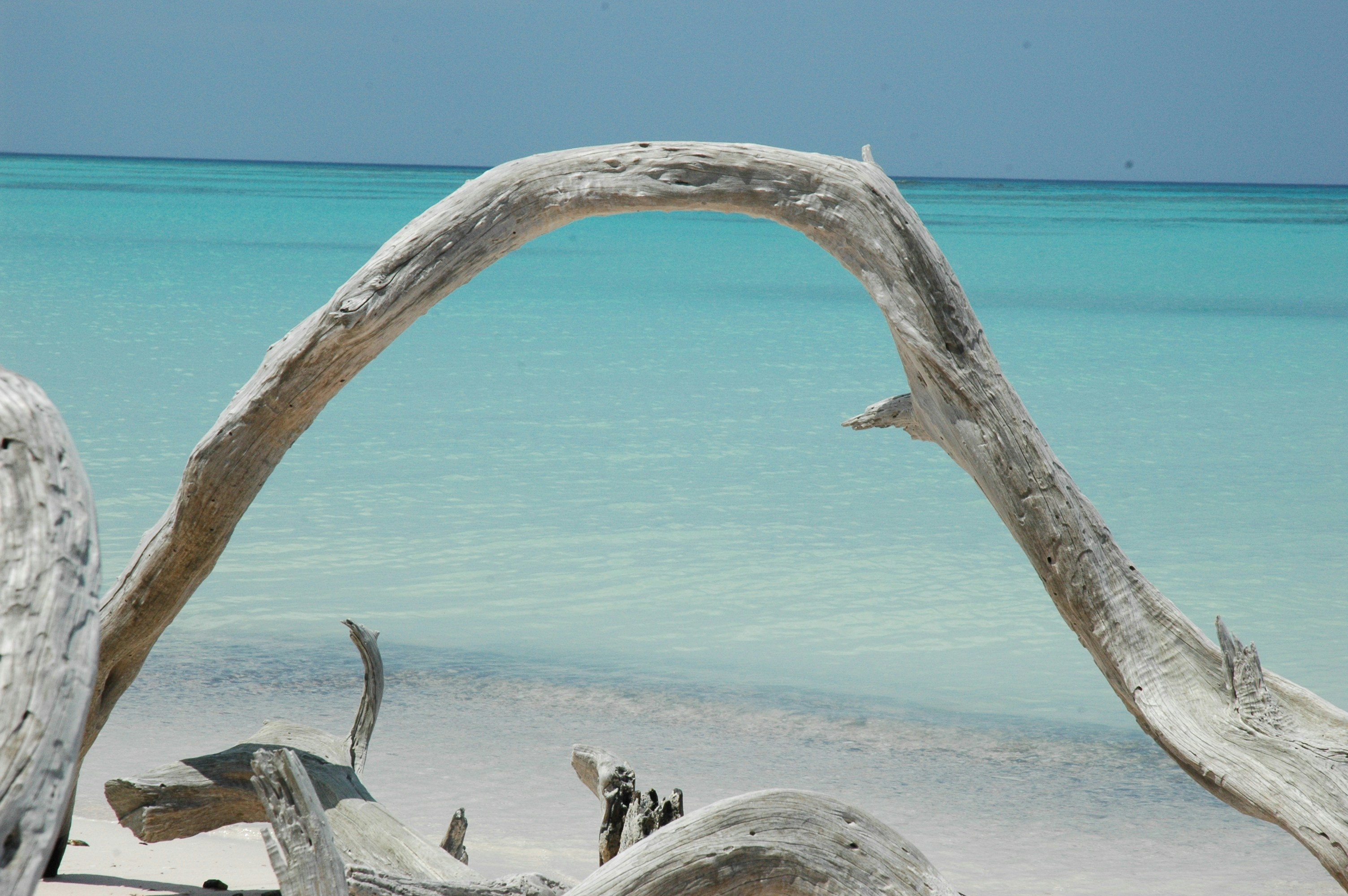 Nature's Driftwood Frame