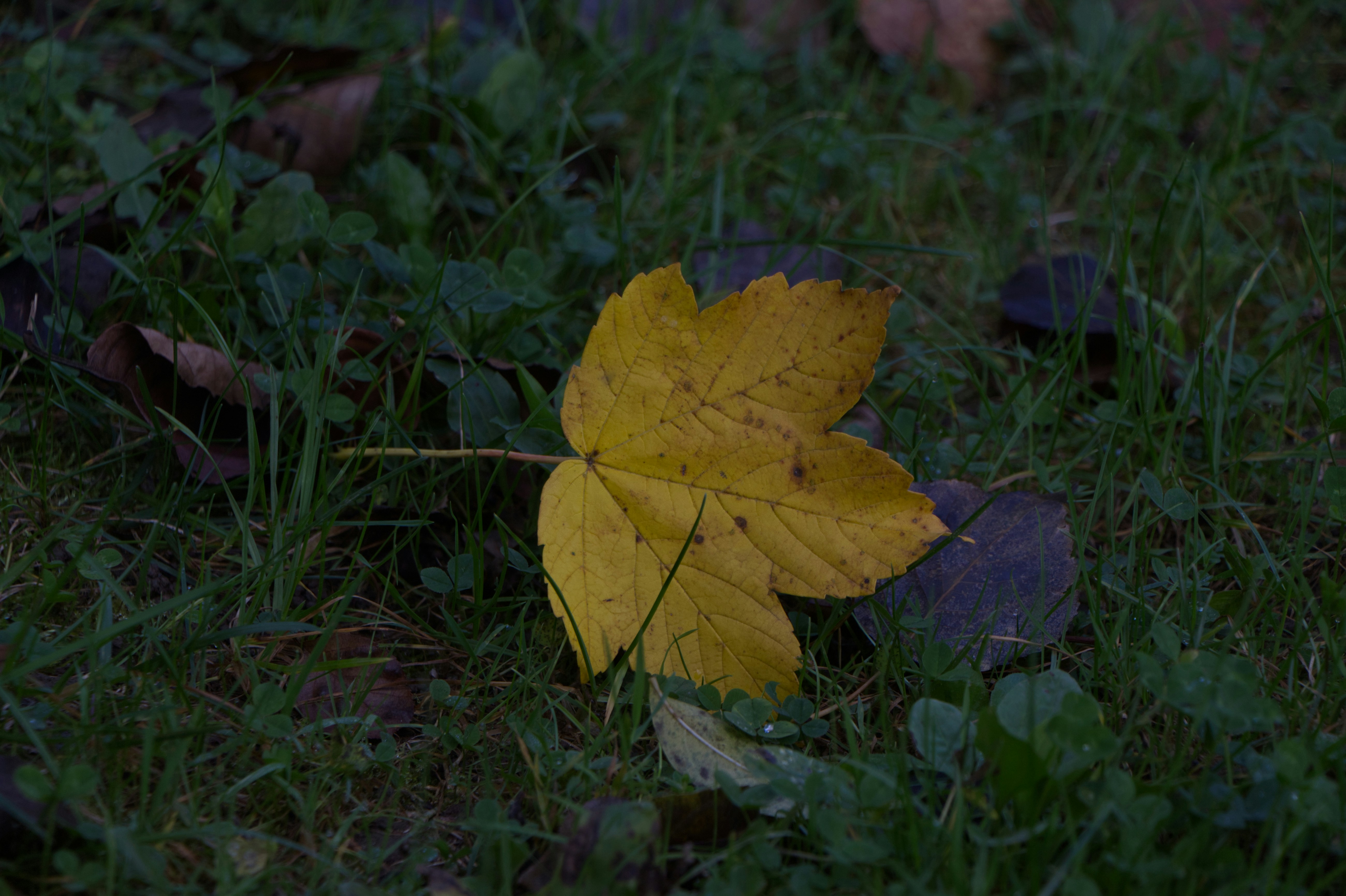 Golden Autumn's Last Whisper