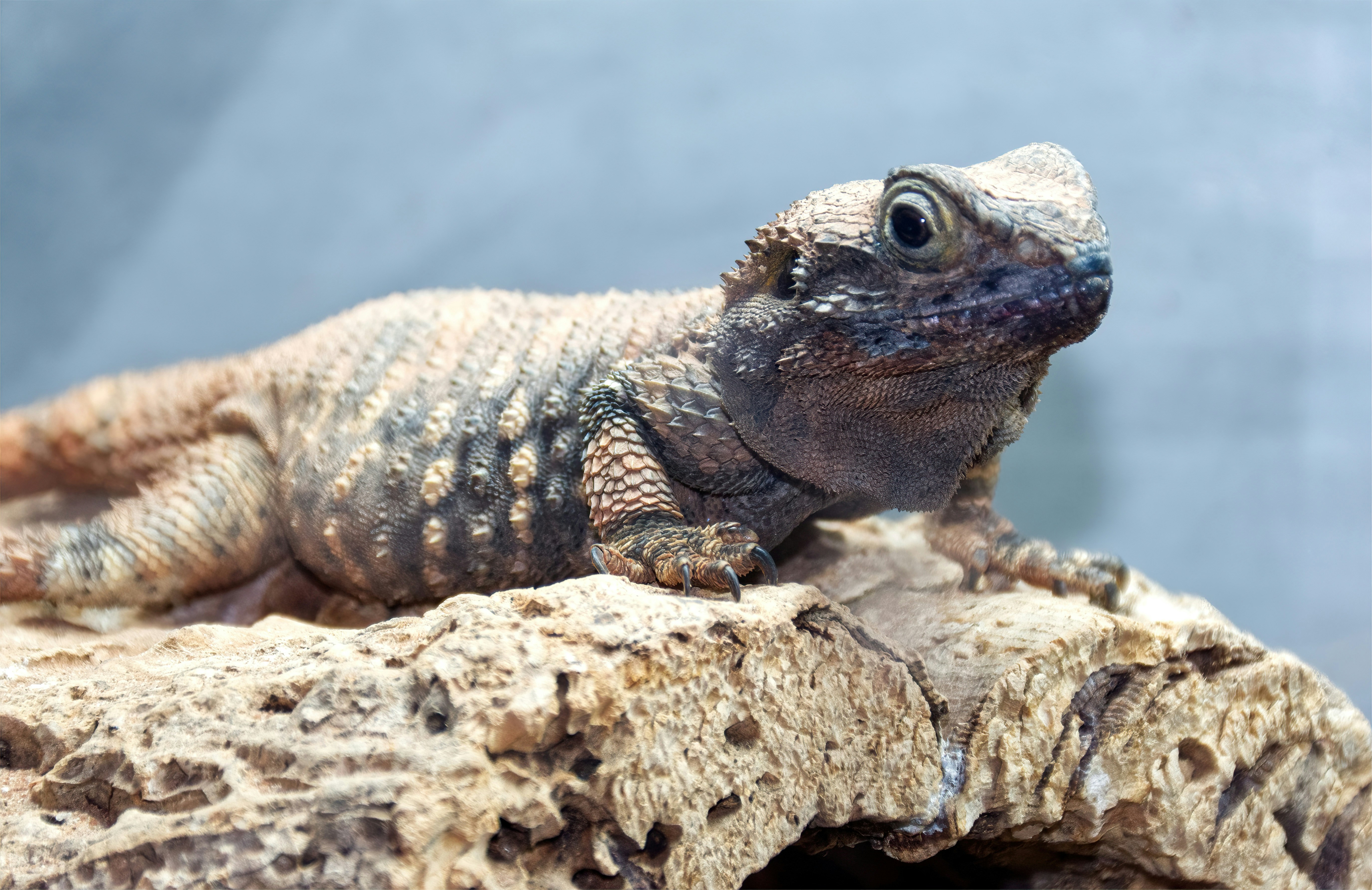 Lizard | A lizard rests on a textured rock surface.
