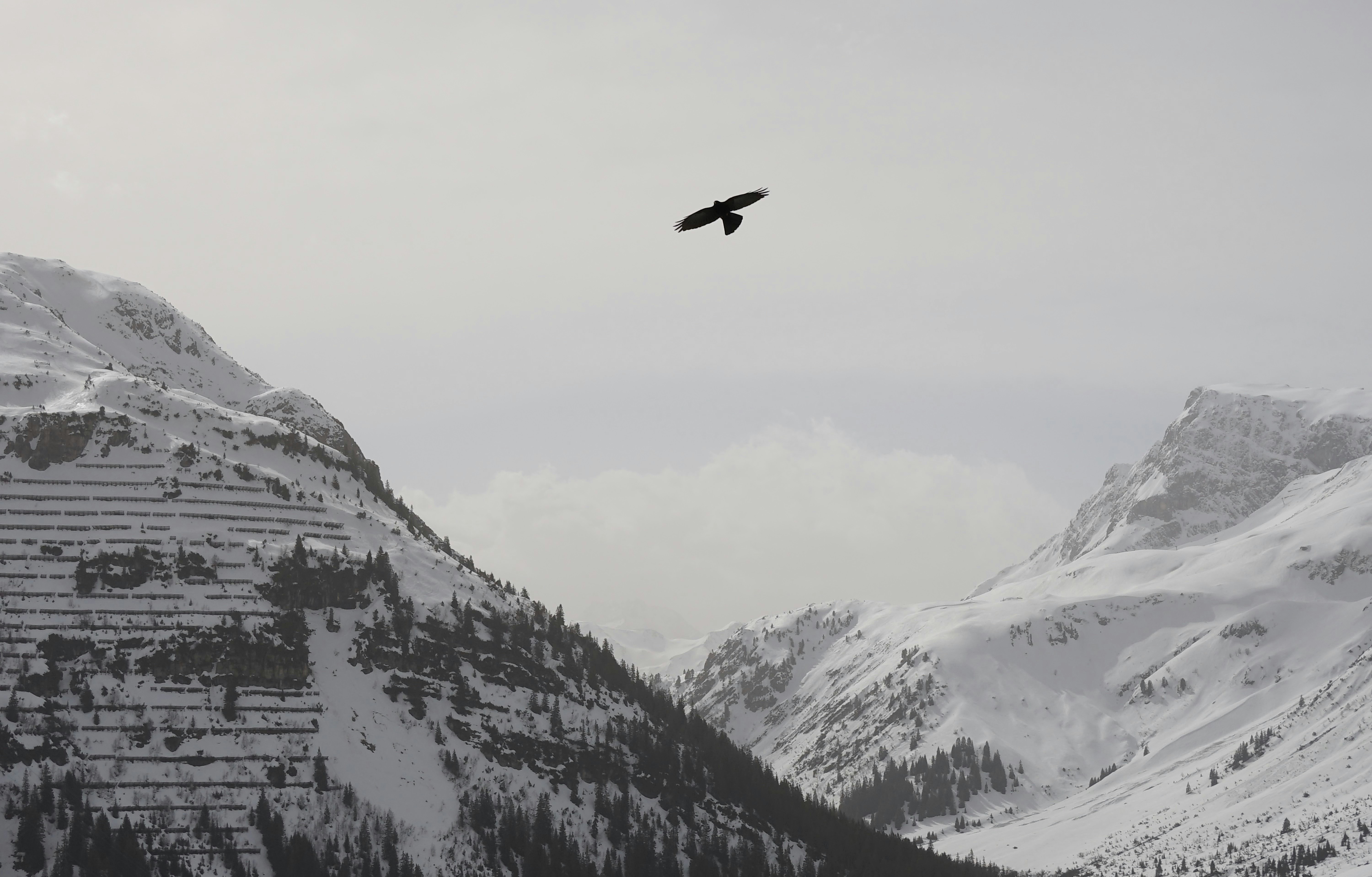 Soaring Above the Snow-Capped Peaks