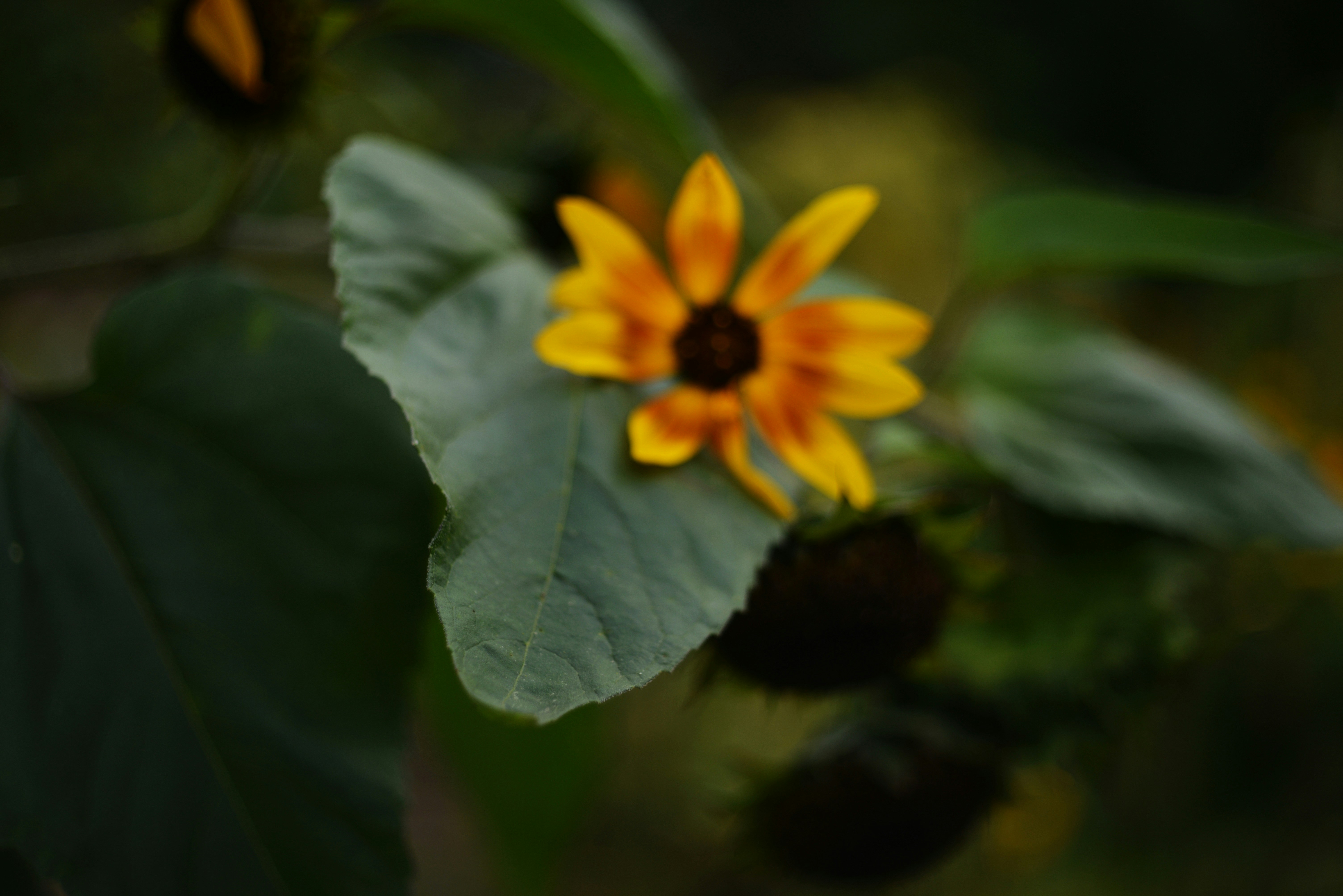 A vibrant sunflower partially obscured by a green leaf, showcasing the delicate interplay between flora. The background blurs softly, emphasizing the flower's colors.
